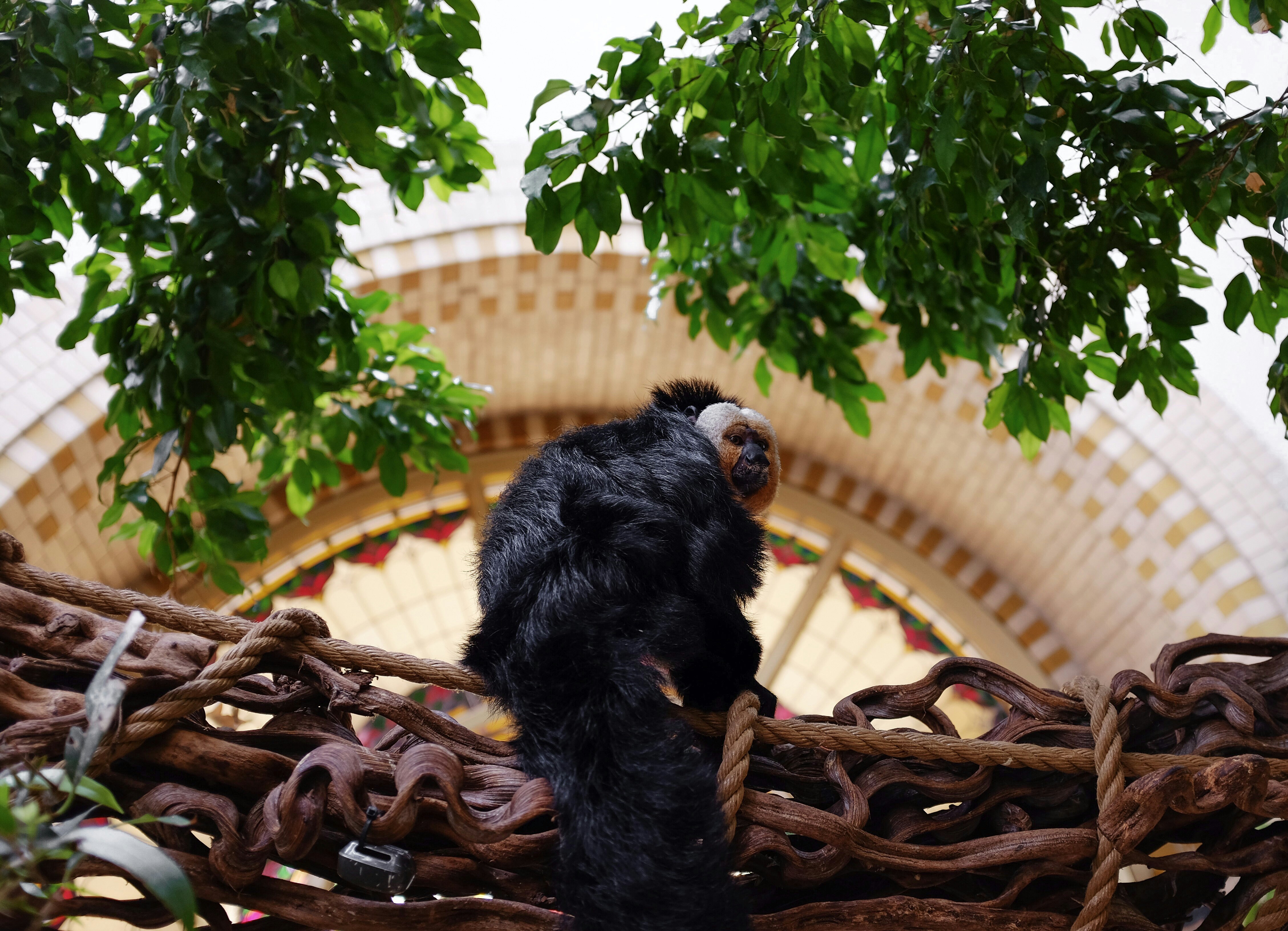 black and brown monkey plush toy