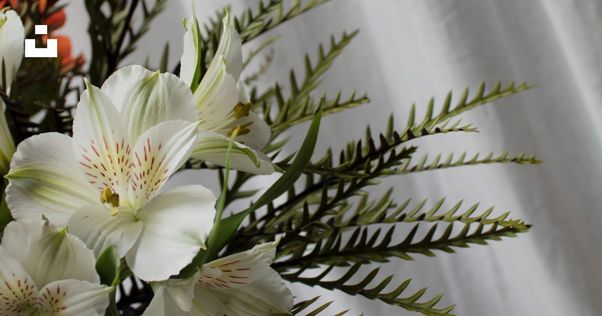 Foto Planta De Hojas Verdes Con Flores Blancas Imagen Blanco Gratis