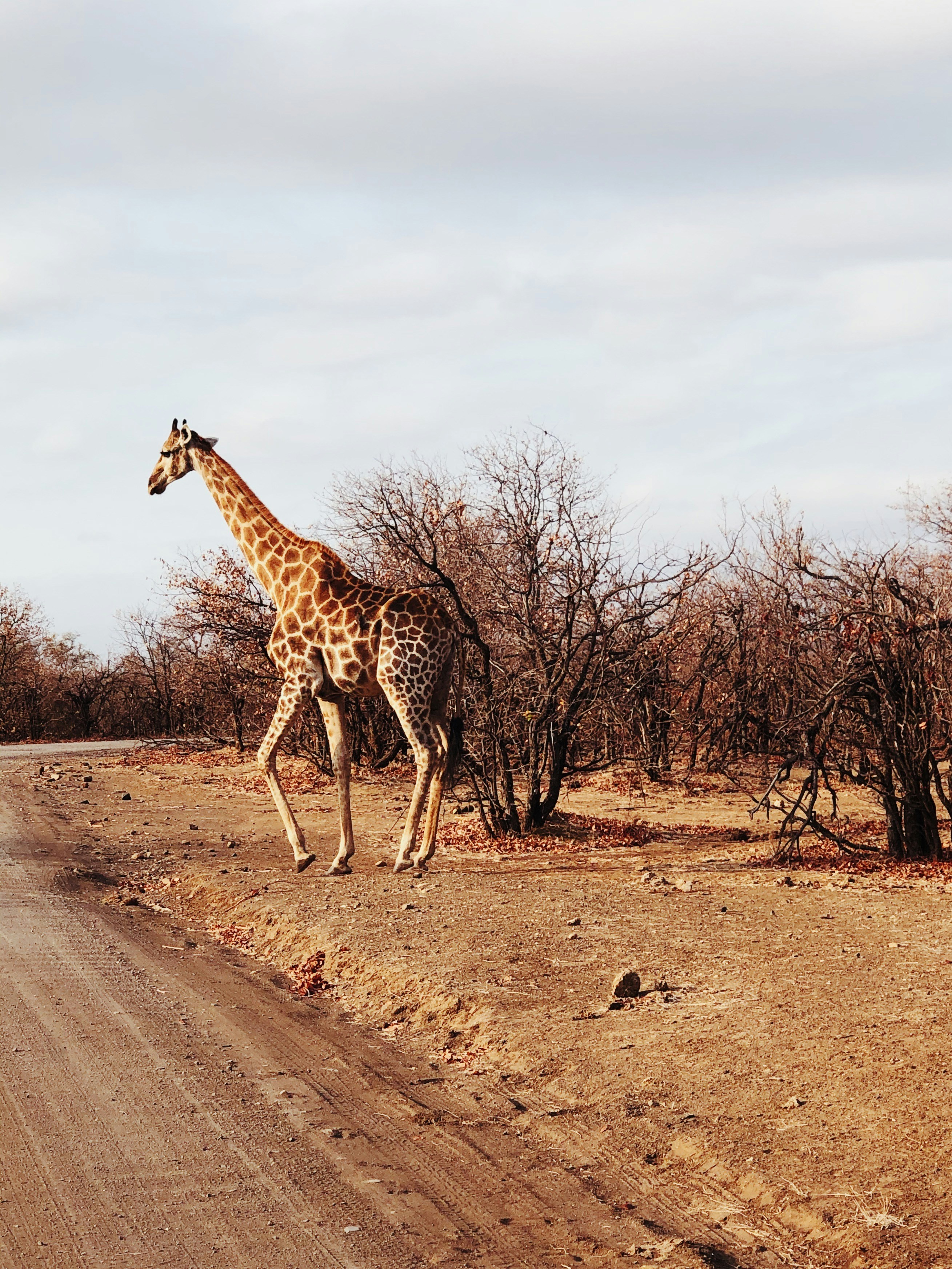 Giraffe on a dusty savanna road, framed by bare brush