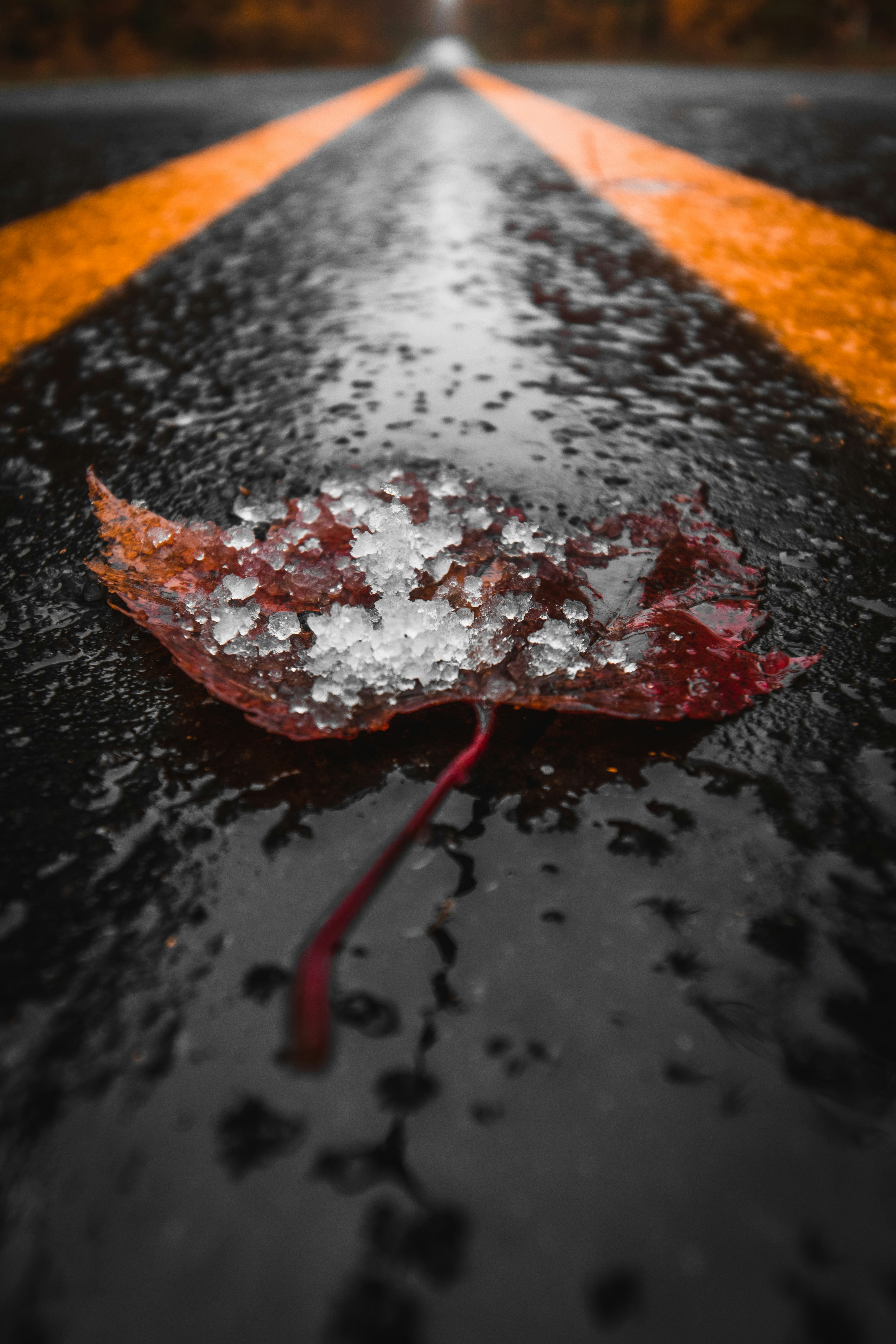 A single leaf on a rain-washed road, frozen in time