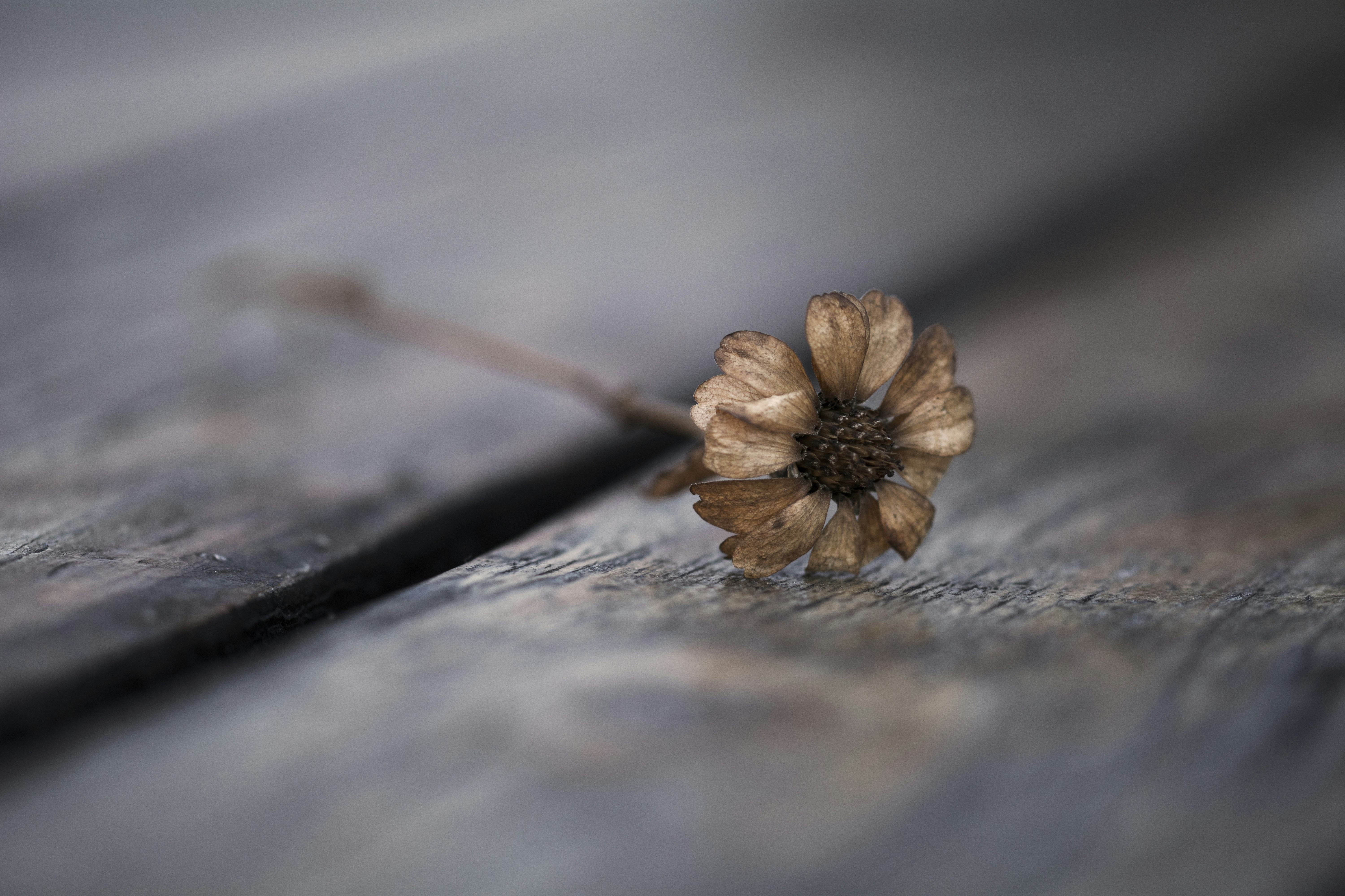 Withered Daisy on a Weathered Plank