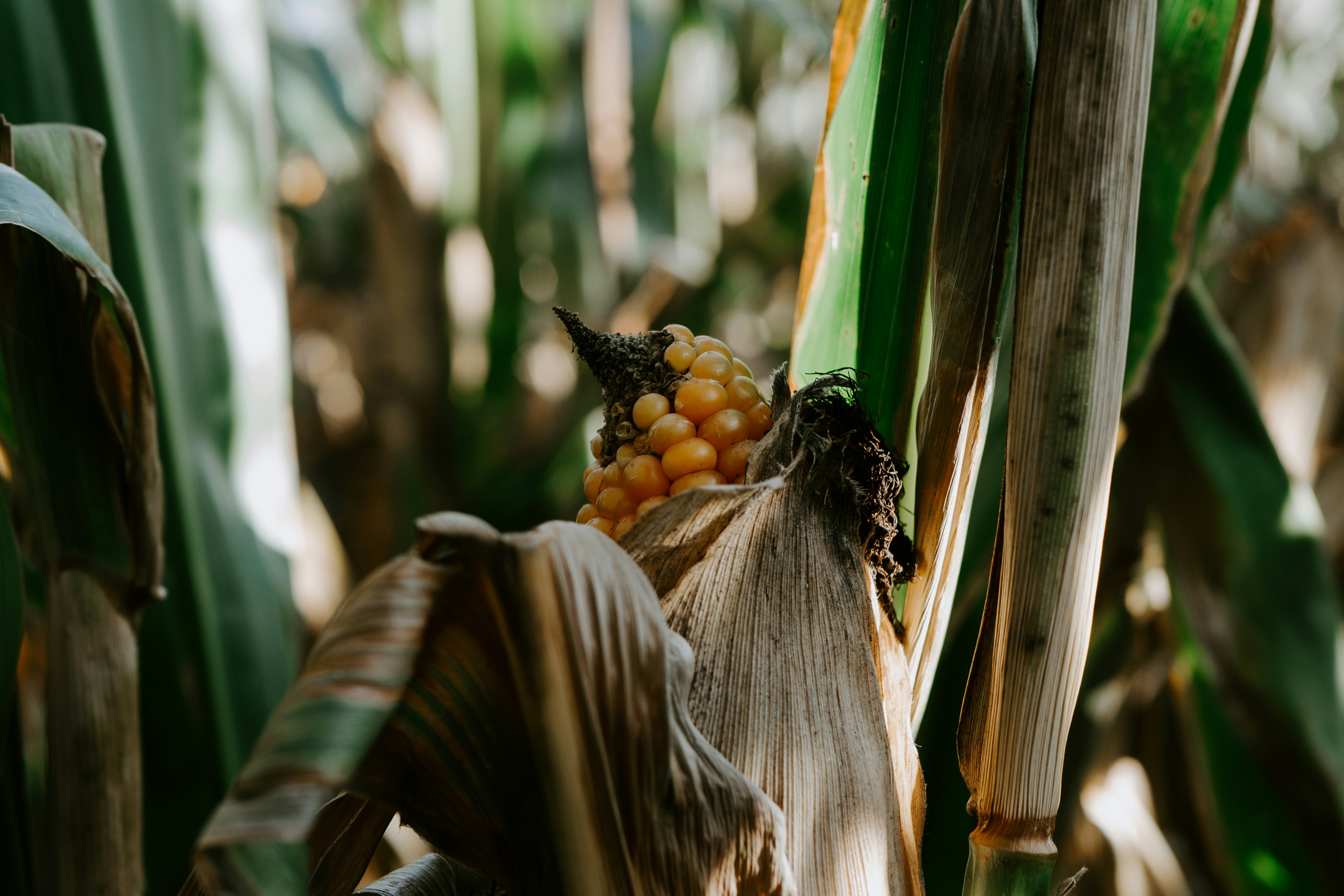 Yellow coin photo – Free Corn Image on Unsplash