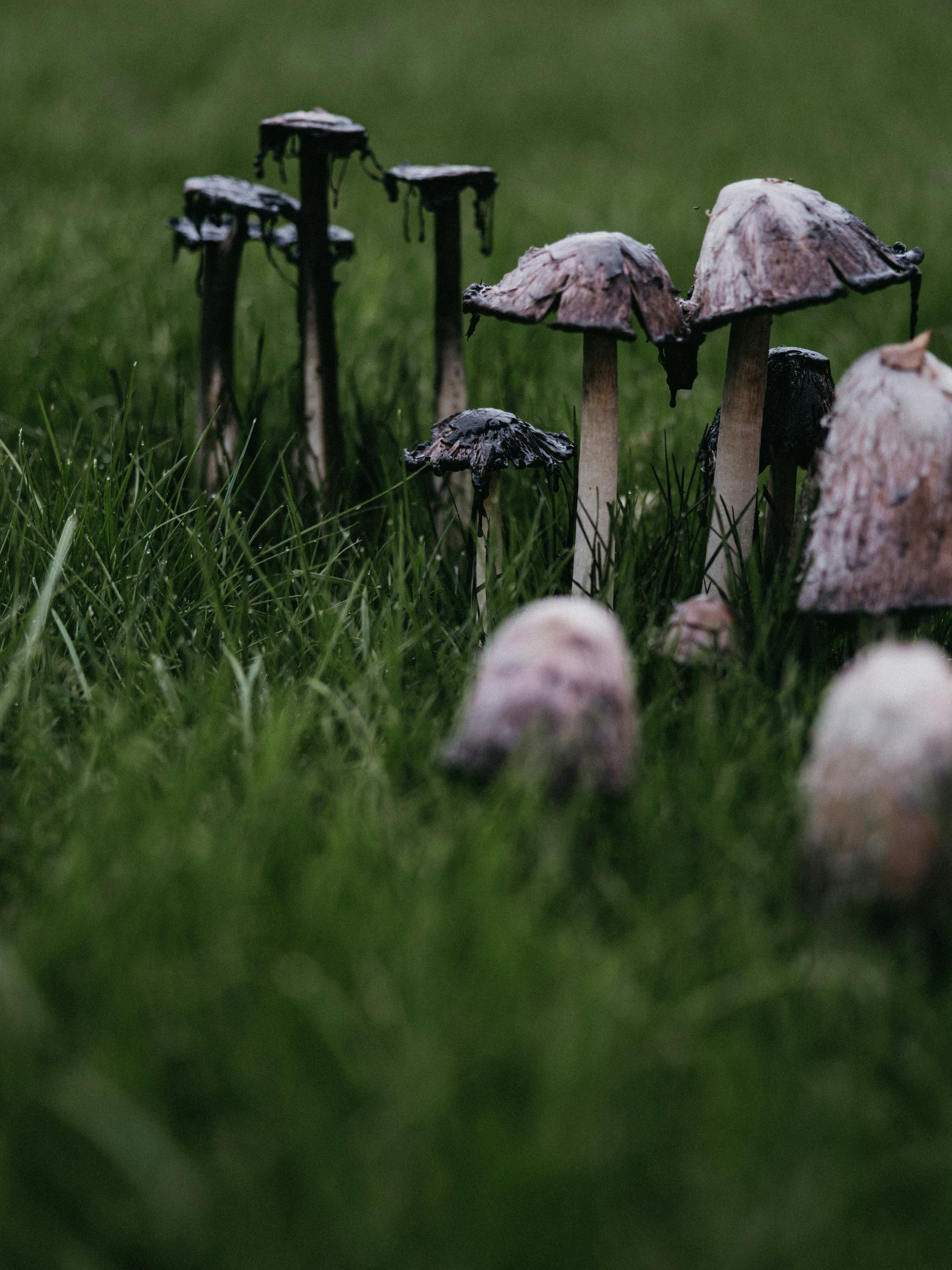 Cluster of various mushrooms emerging from rich green grass, showcasing diverse shapes and textures. 