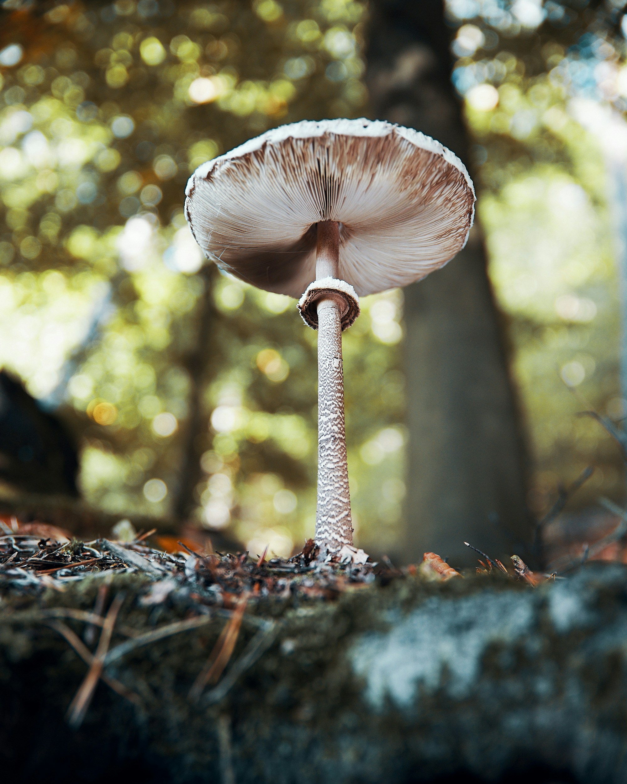 Understory Crown: A Lone Mushroom Rising from Needle-Carpeted Forest Floor