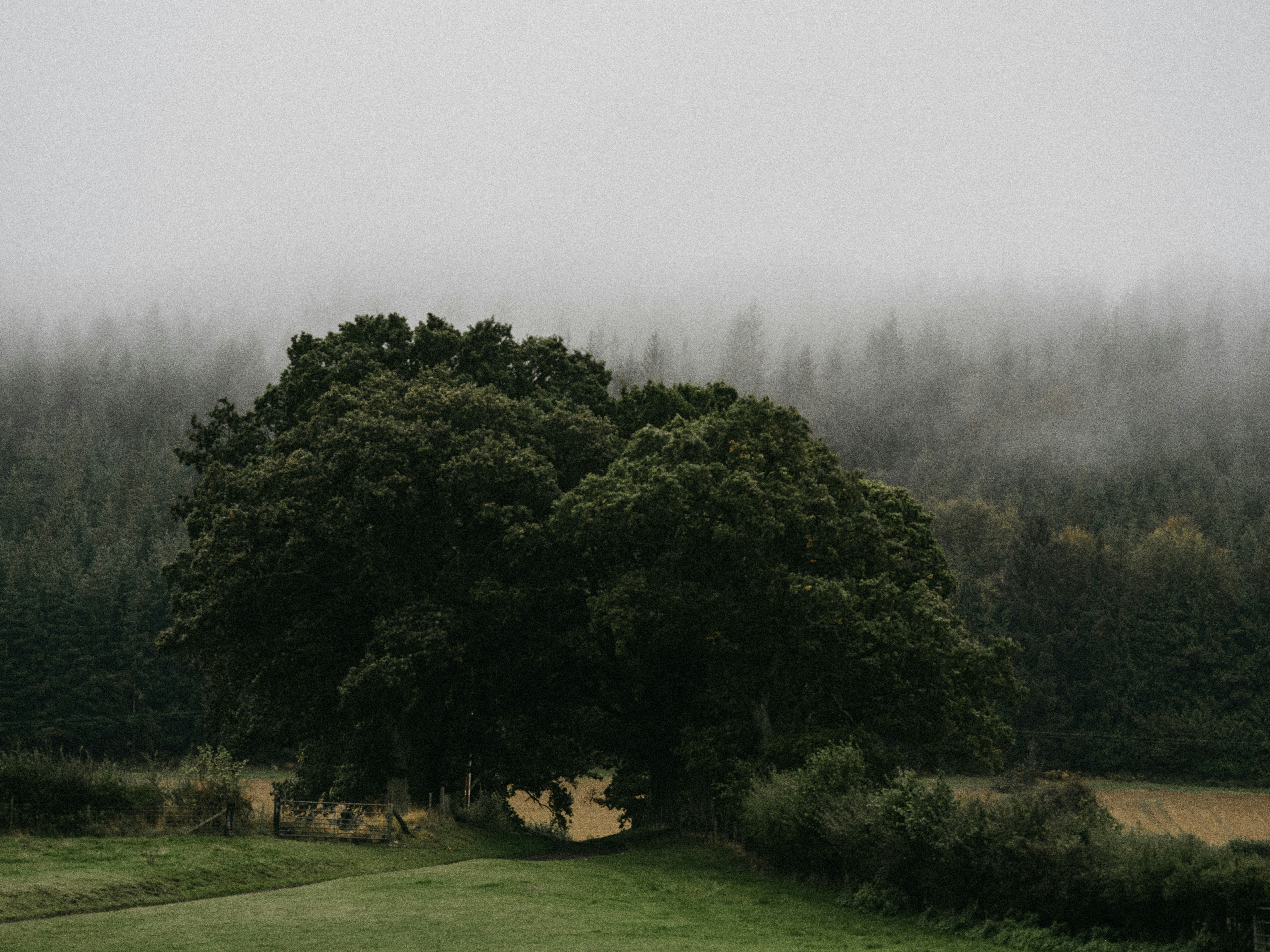 A majestic tree stands resilient amidst a foggy landscape, with a backdrop of forested hills shrouded in mist. The scene evokes a sense of tranquility and mystery.