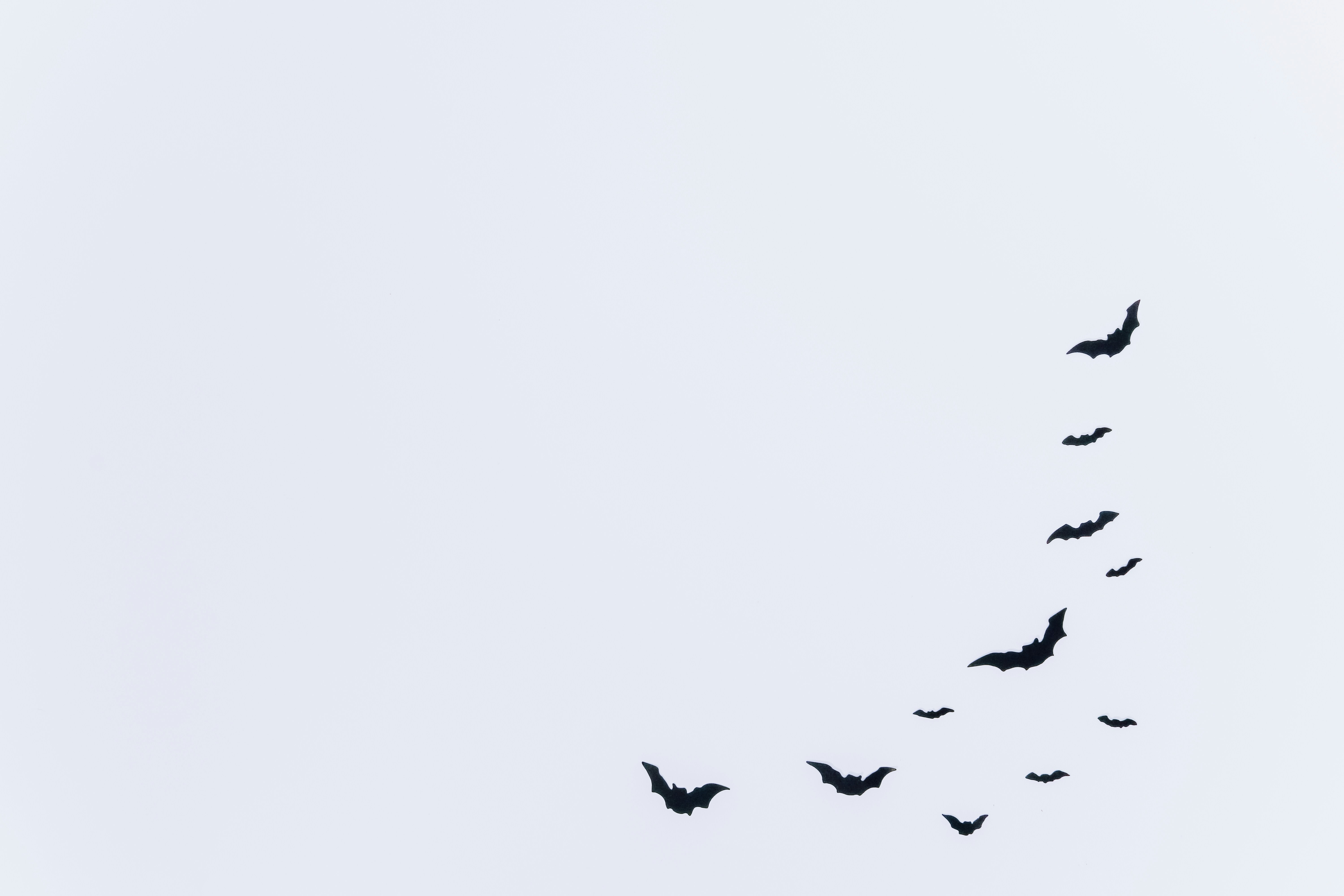 Black bats illustration photo – Free Bird Image on Unsplash