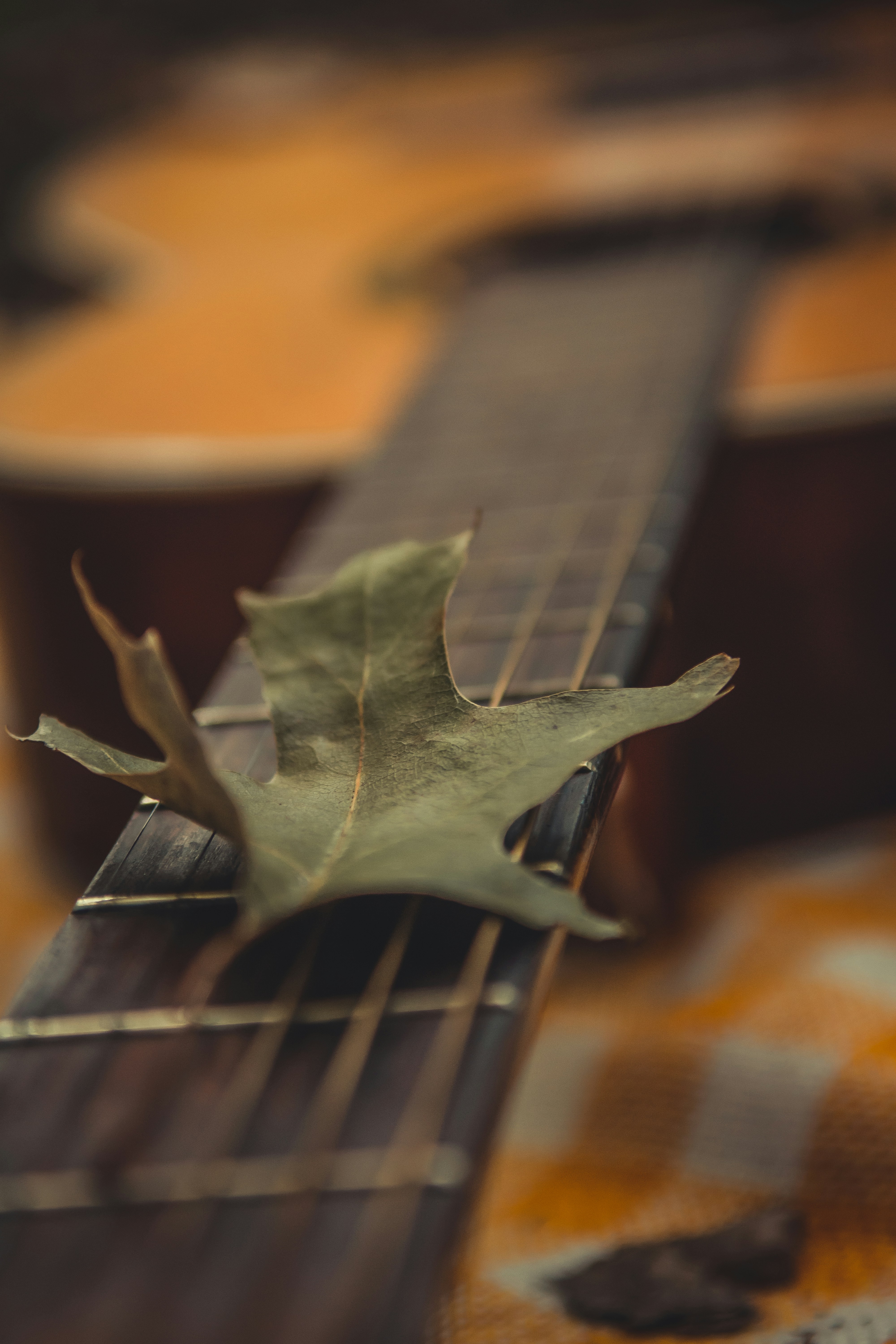 Autumn Leaf on a Fretted Path: Guitar Neck in Warm Evening Light