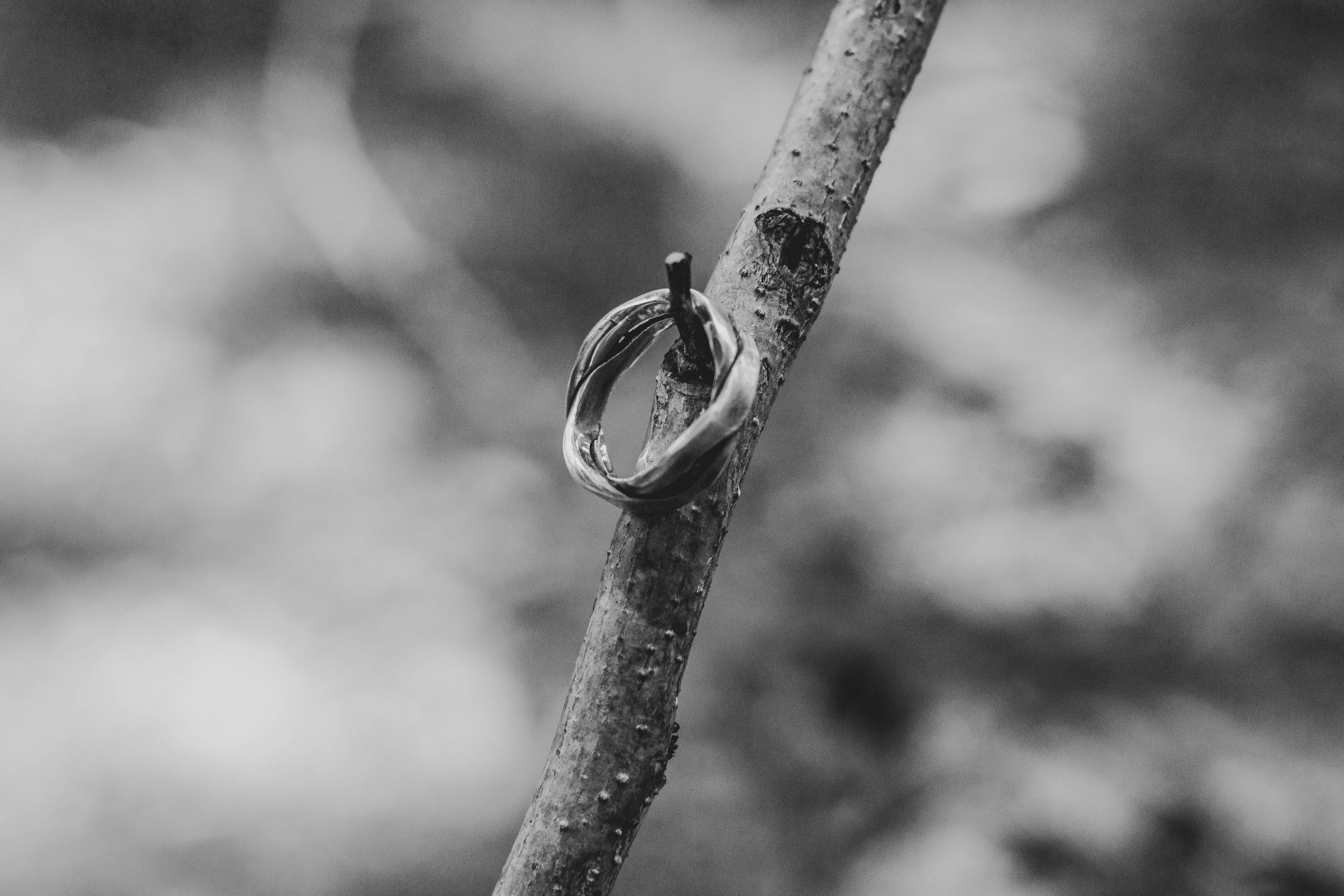 Lone Ring on a Weathered Twig: A Monochrome Macro Moment