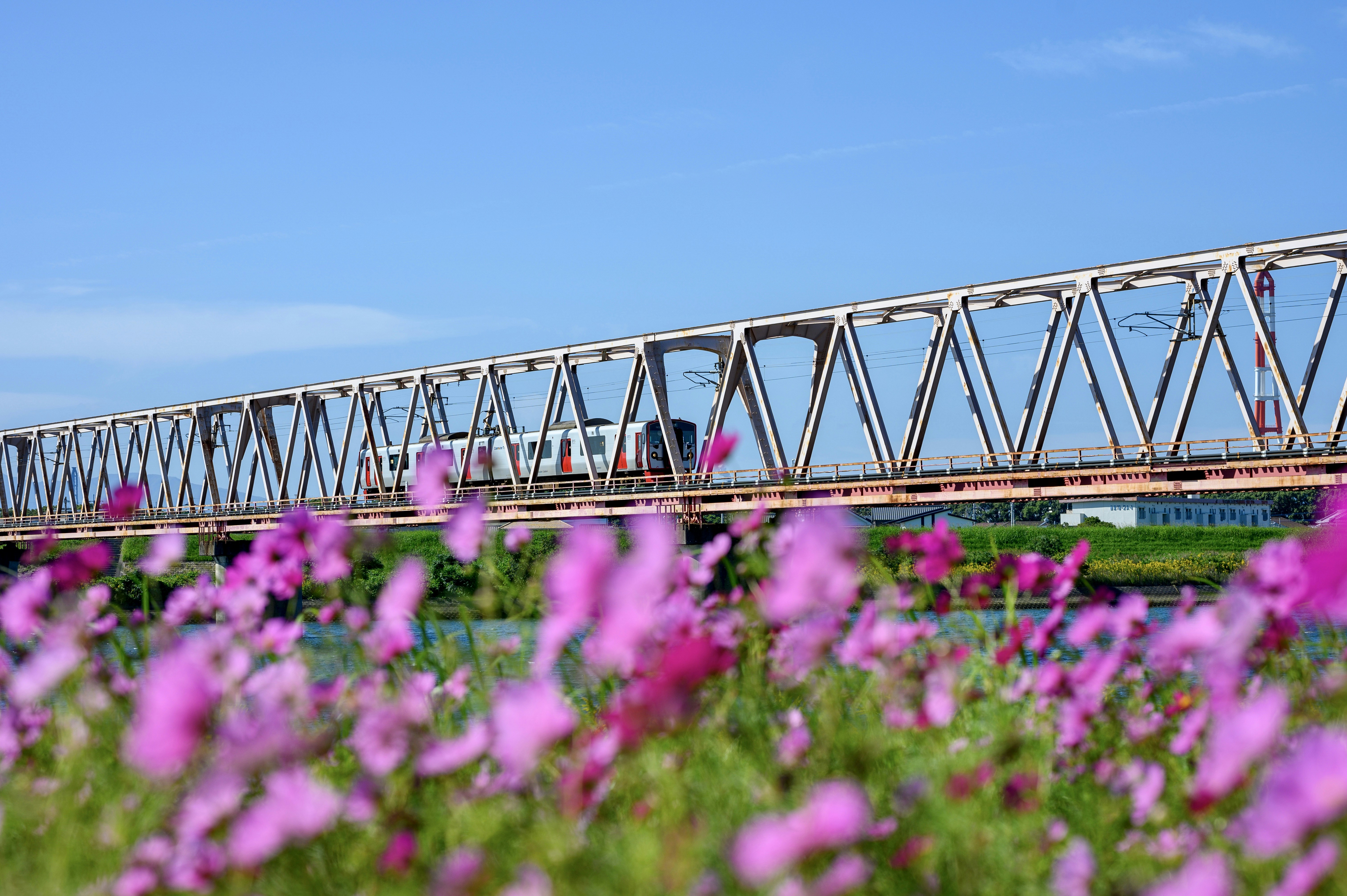 Iron Ribbon Over Water: Truss Bridge Framed by Spring Bloom