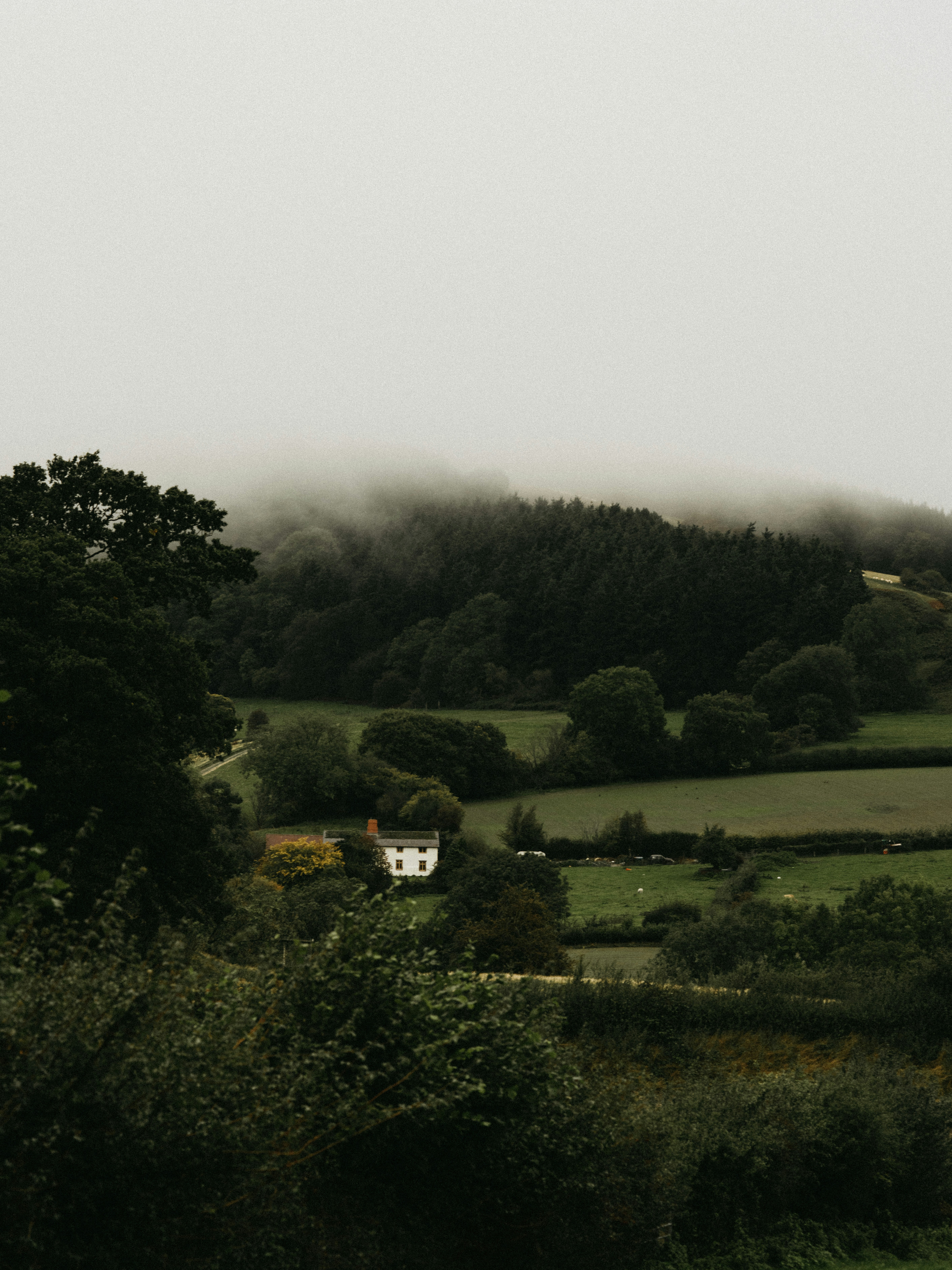 Photo aérienne d’arbres verts photo – Image gratuite de Gris sur Unsplash