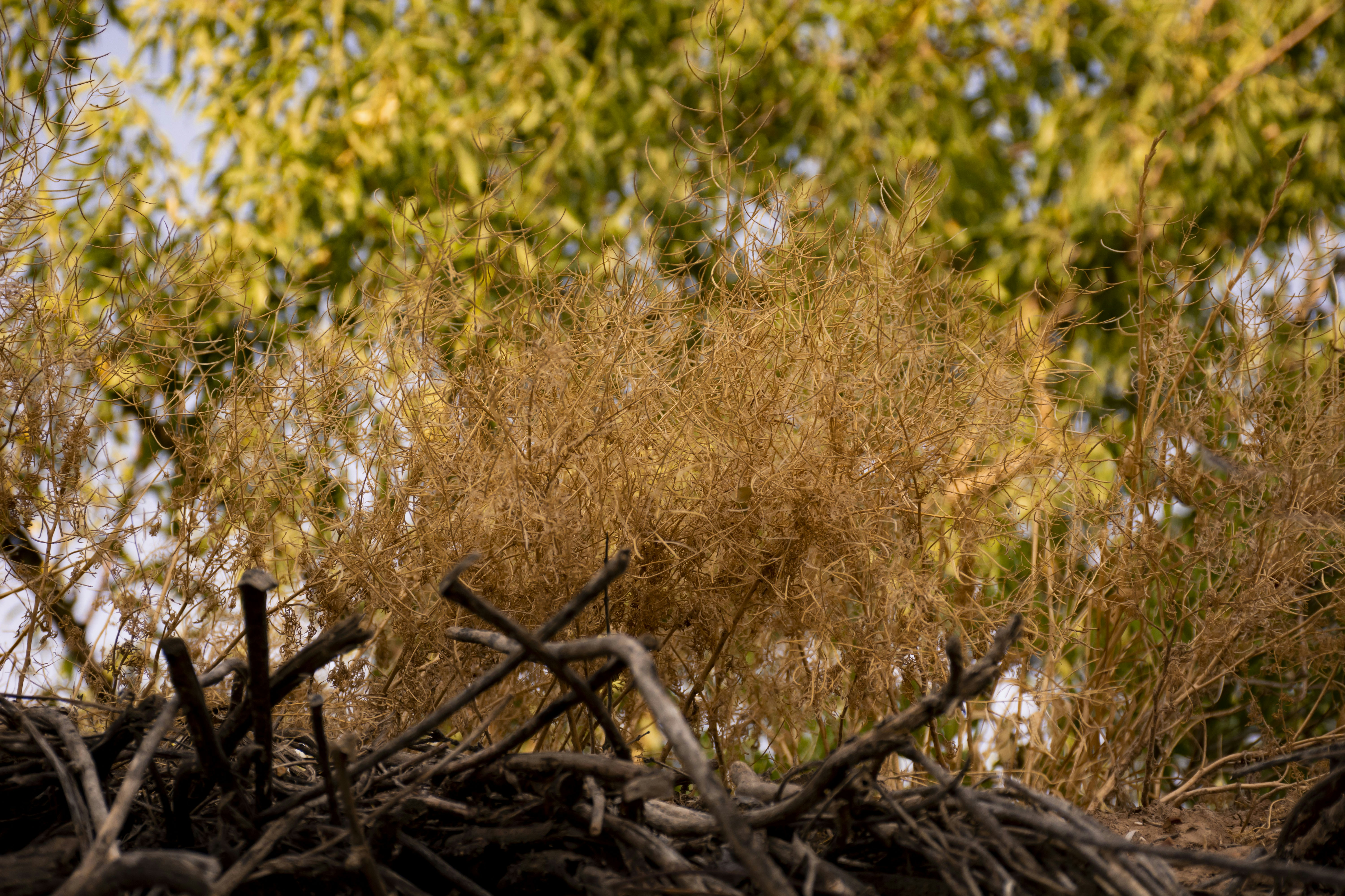 Sunlit Twig Nest Beneath a Golden Canopy