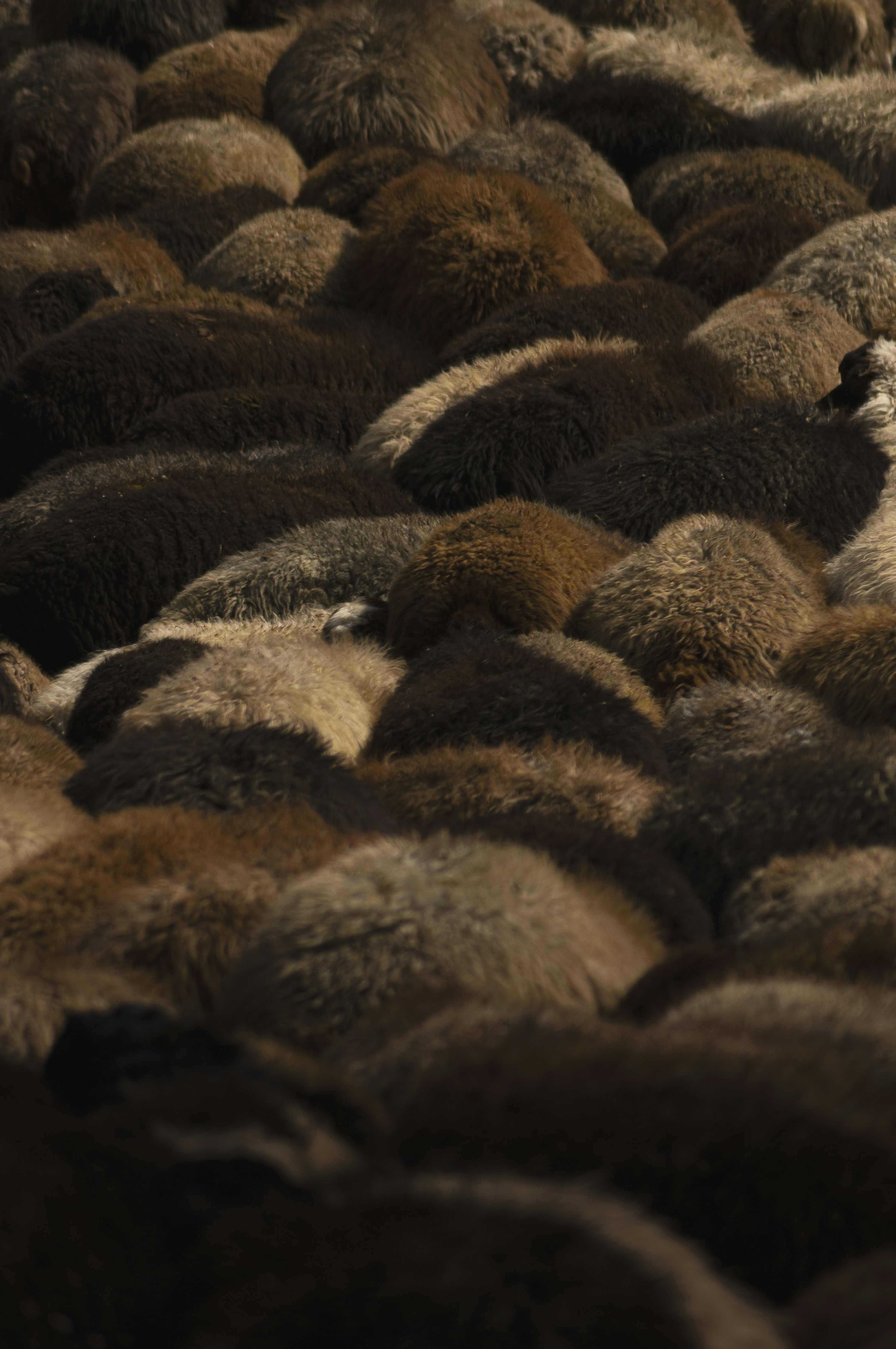 Group of sheep, trying to sleep! | brown and white textile
