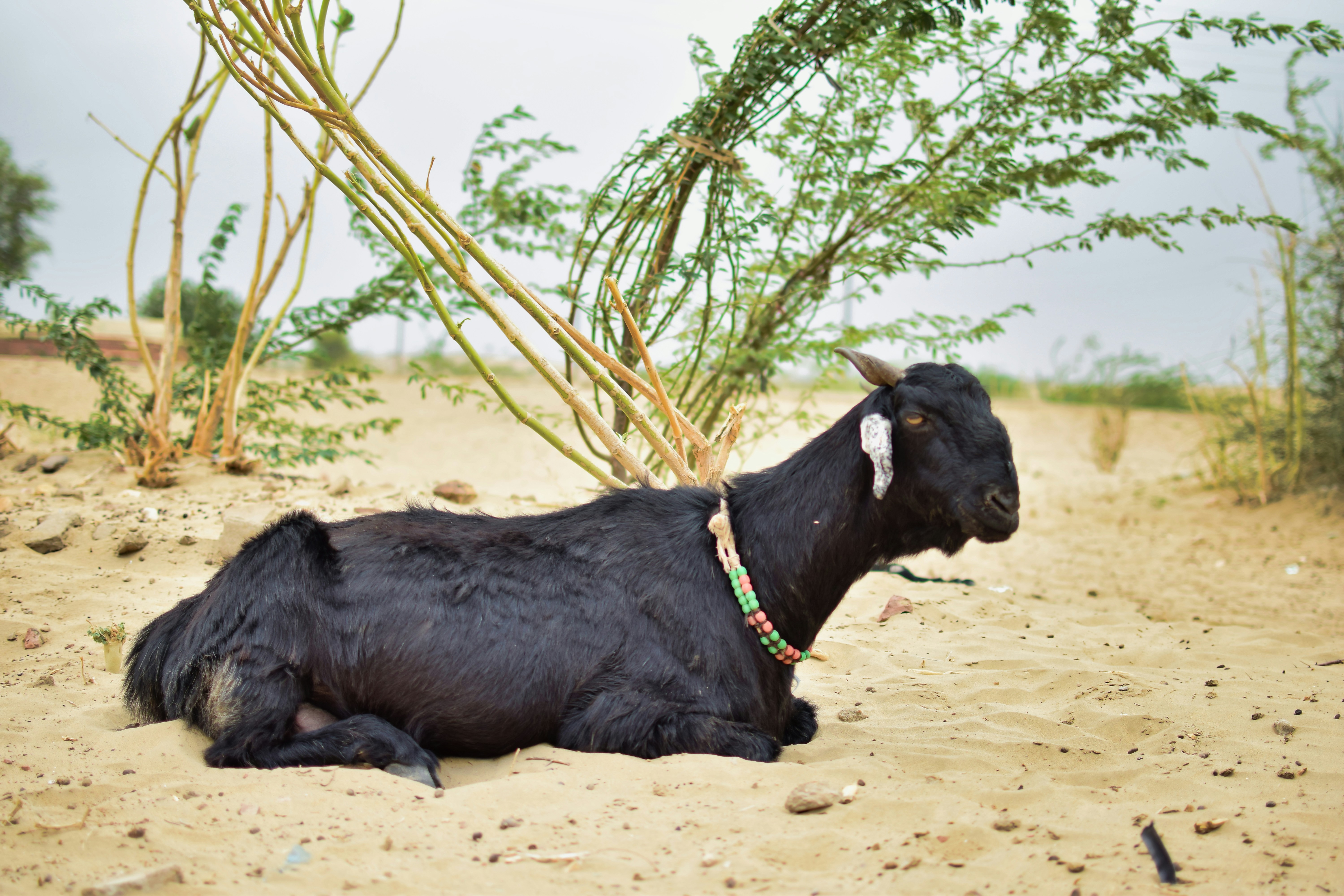 Black Domestic Goat Resting Under Sparse Desert Scrub