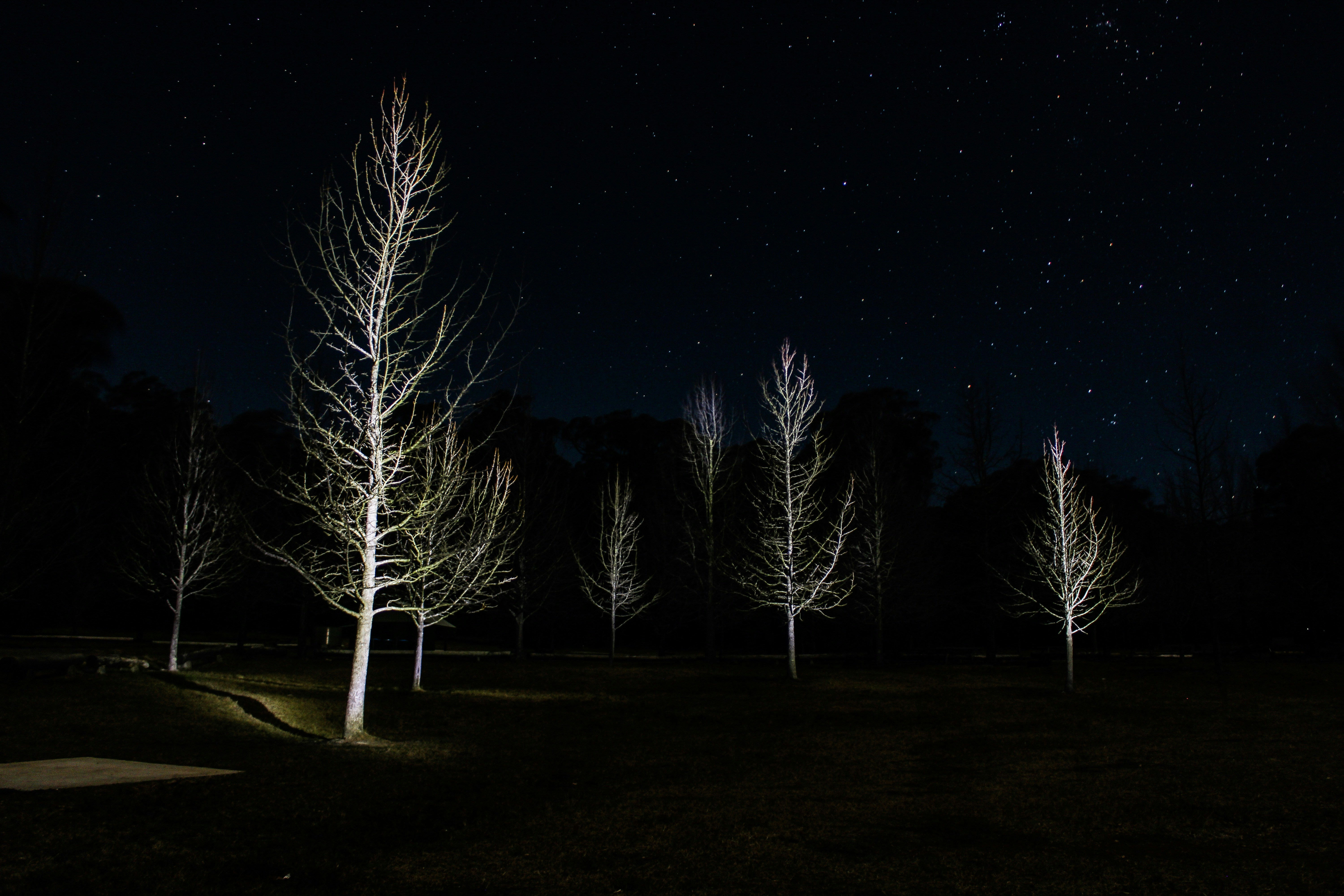 White leafless trees during night time photo – Free Stars Image on Unsplash