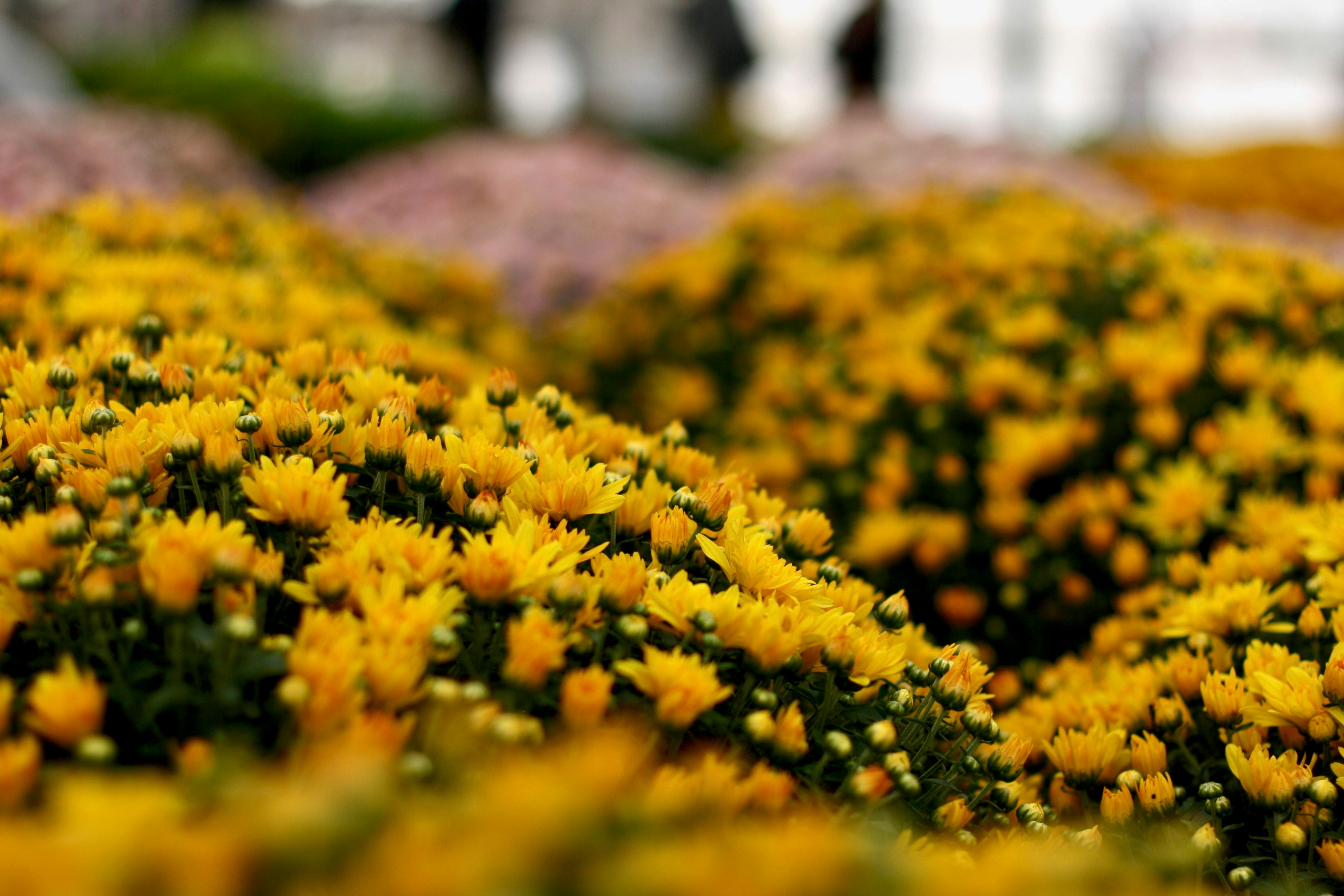 Vibrant yellow flowers create a lush, textured landscape, with hints of other colors in the background. Perfect for floral enthusiasts.