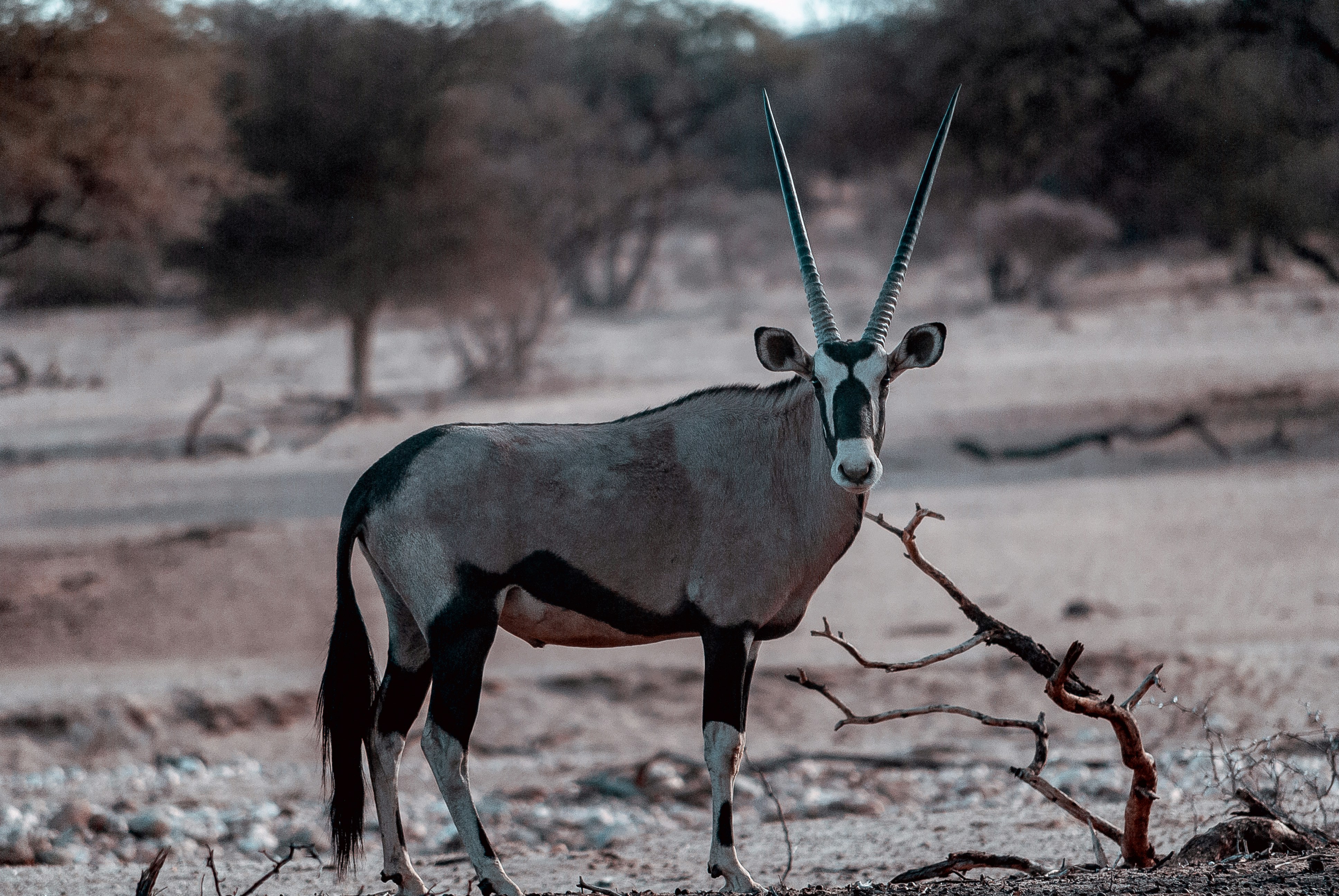 ORYX .