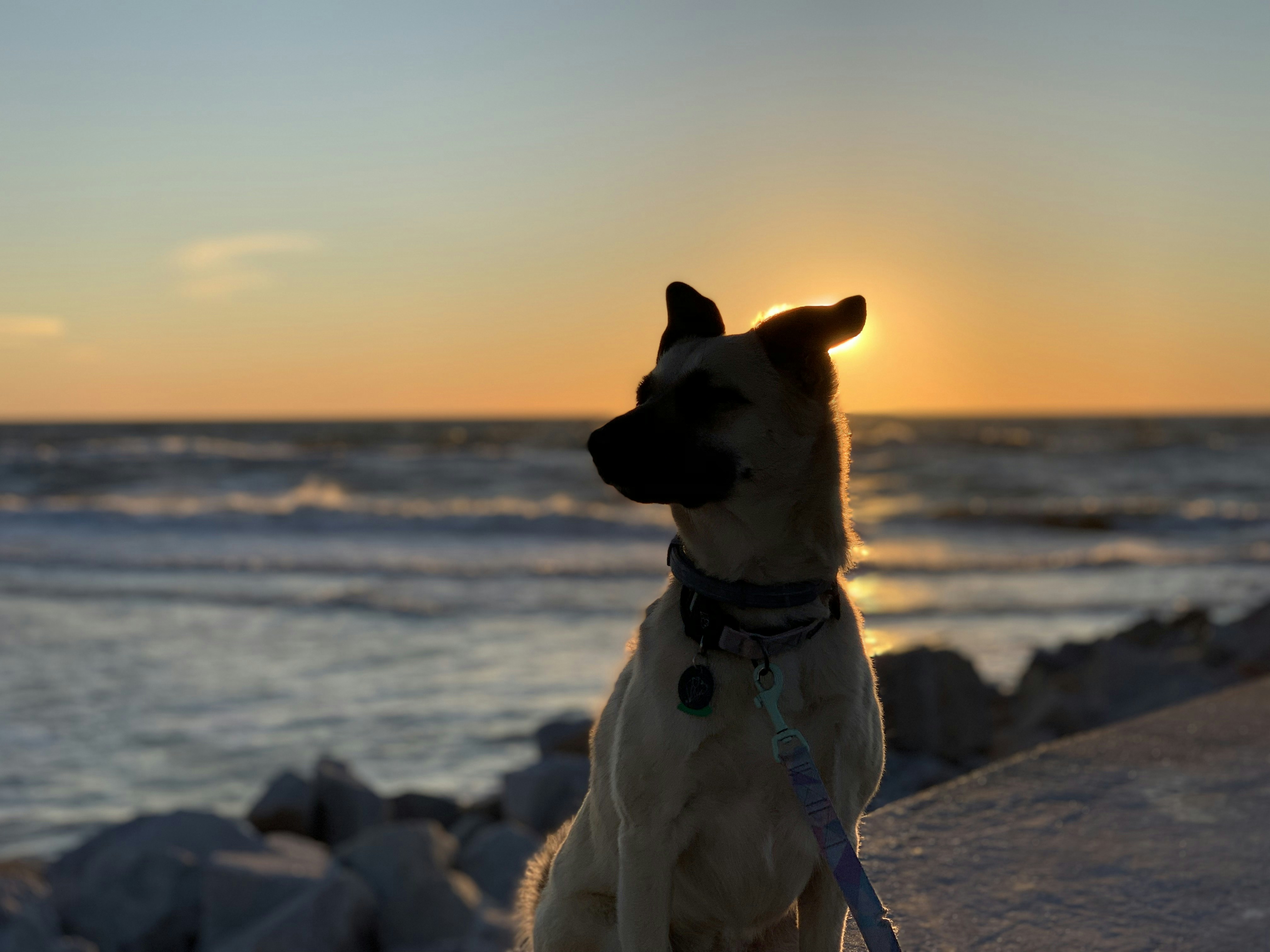 Sunset Silhouette: A Dog Framed by Sea and Sky