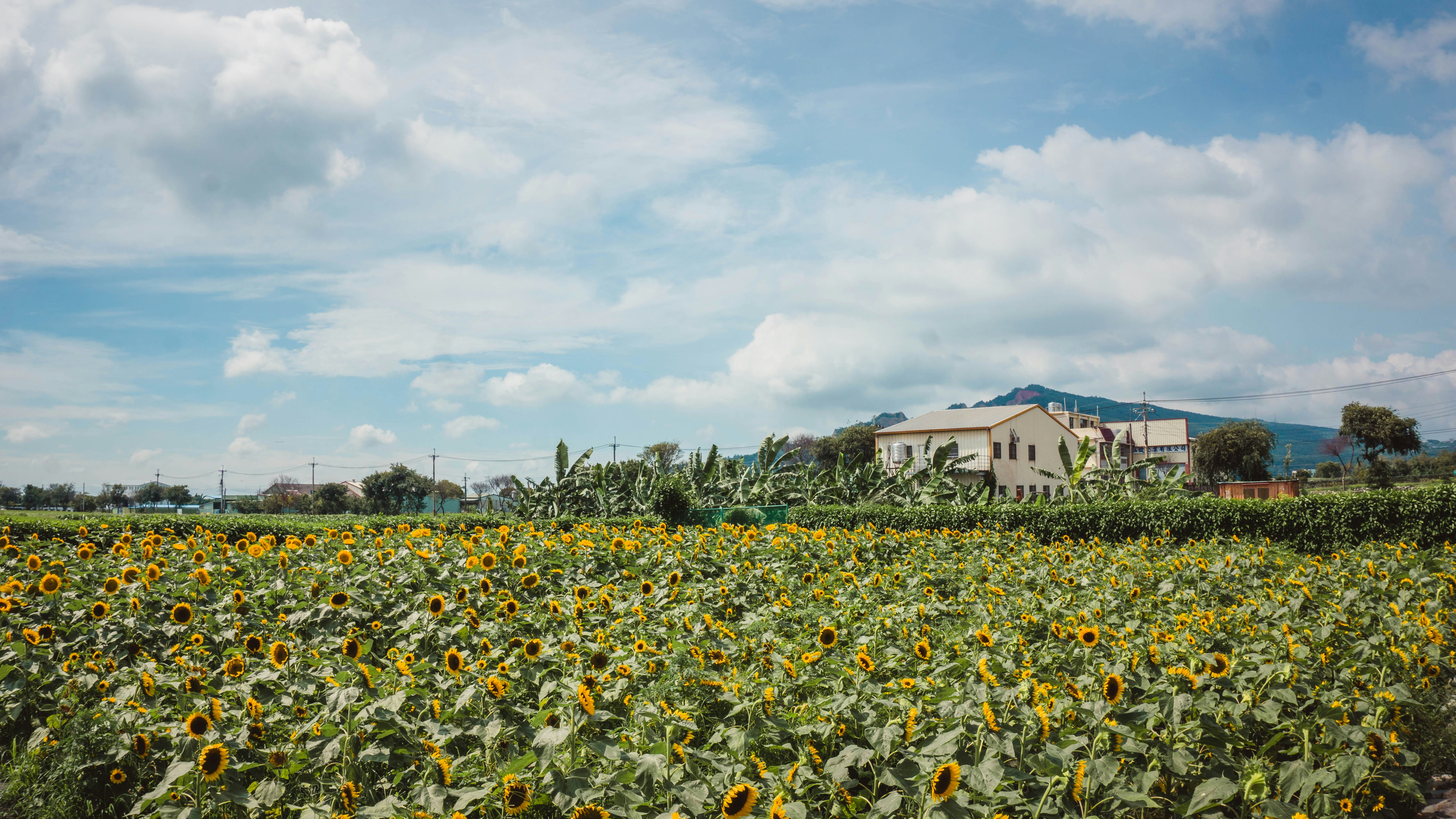 Sunflower Sea on the Horizon: A Quiet Farmhouse in Bloom
