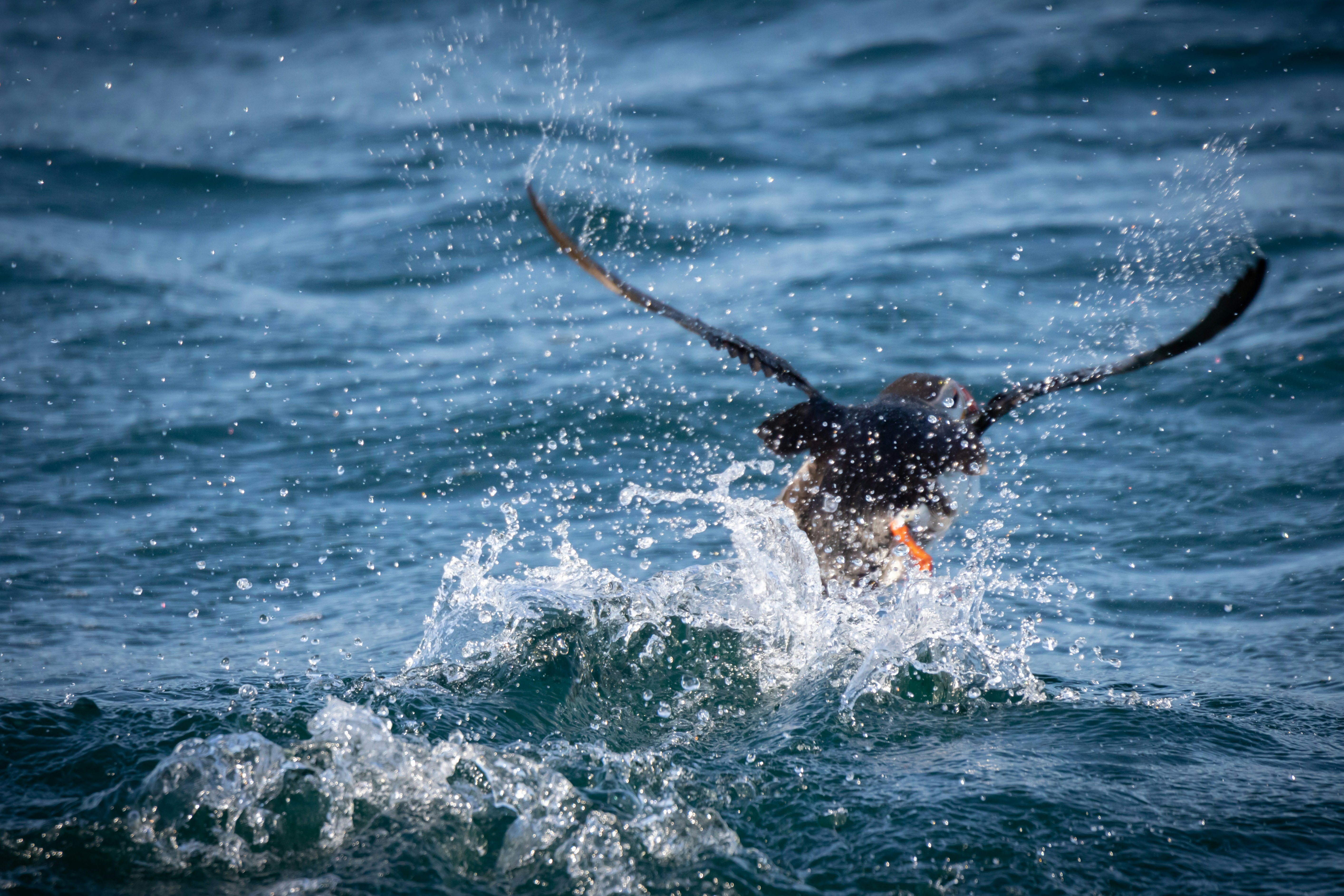 Bird catching fish on sea photo – Free Blue Image on Unsplash