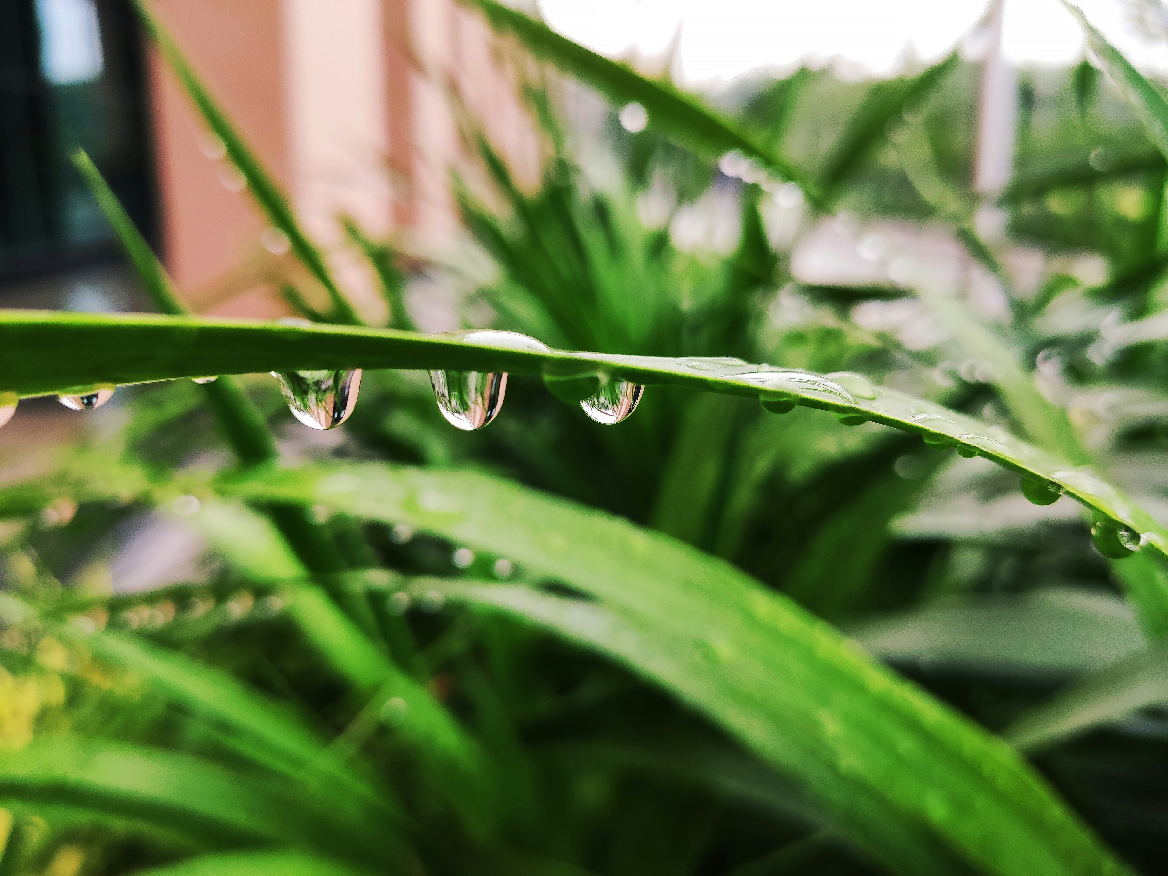 Raindrops suspended on a green leaf, reflecting the lush foliage in the background.
