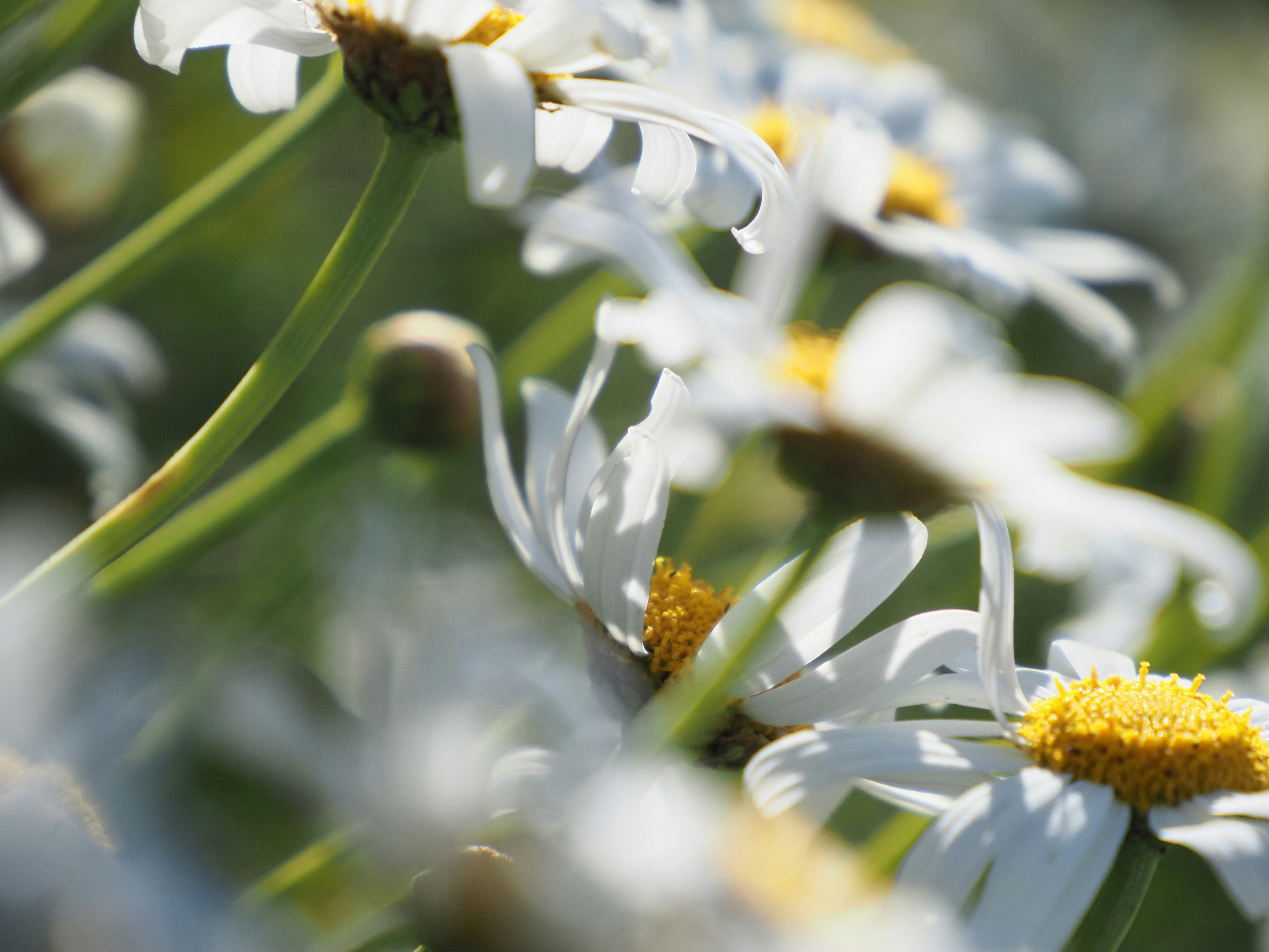 Petals in Focus: A Sunlit Daisy Cluster