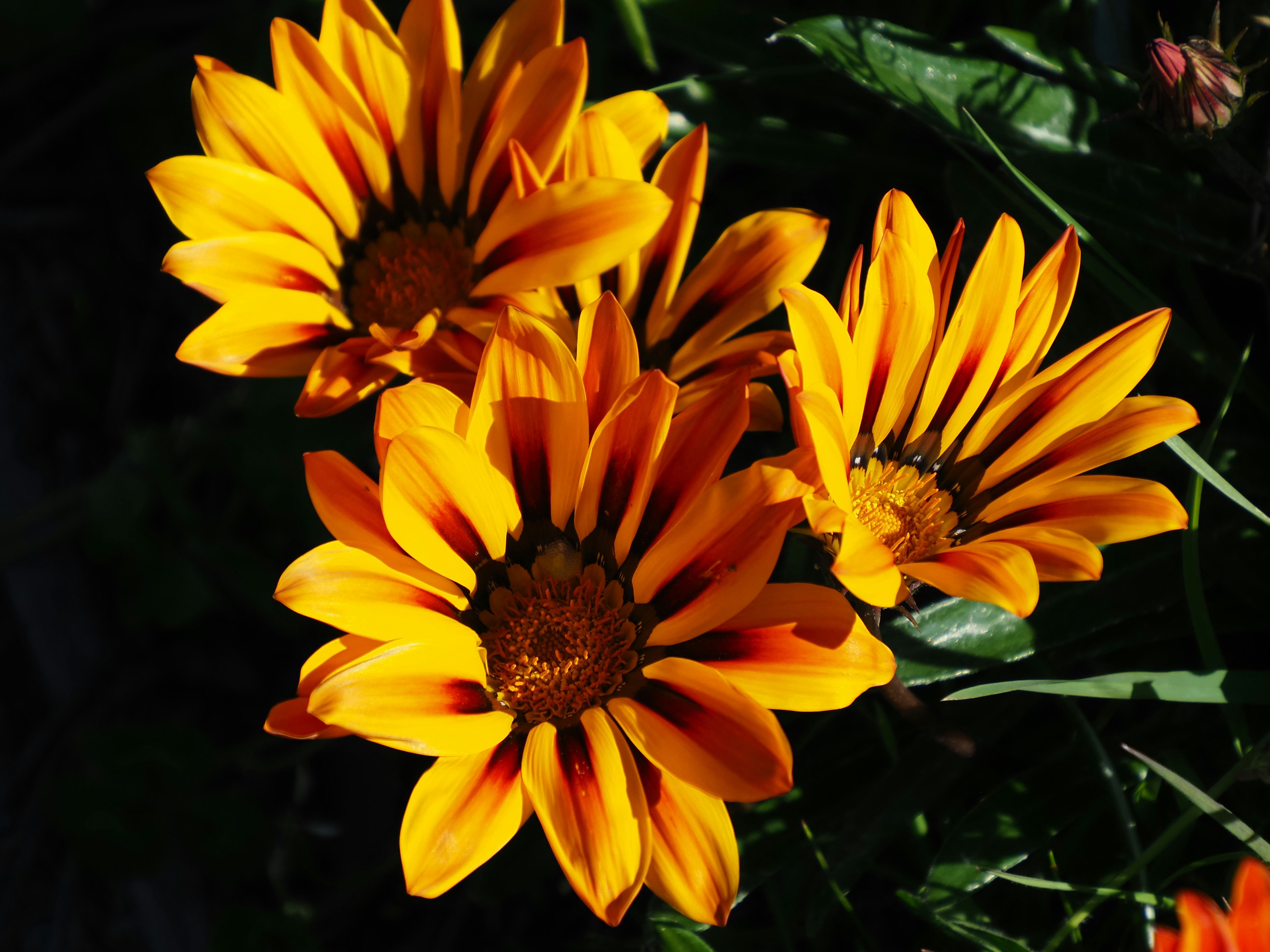Sunlit Gaillardia Cluster: radiant orange petals against a shadowed backdrop