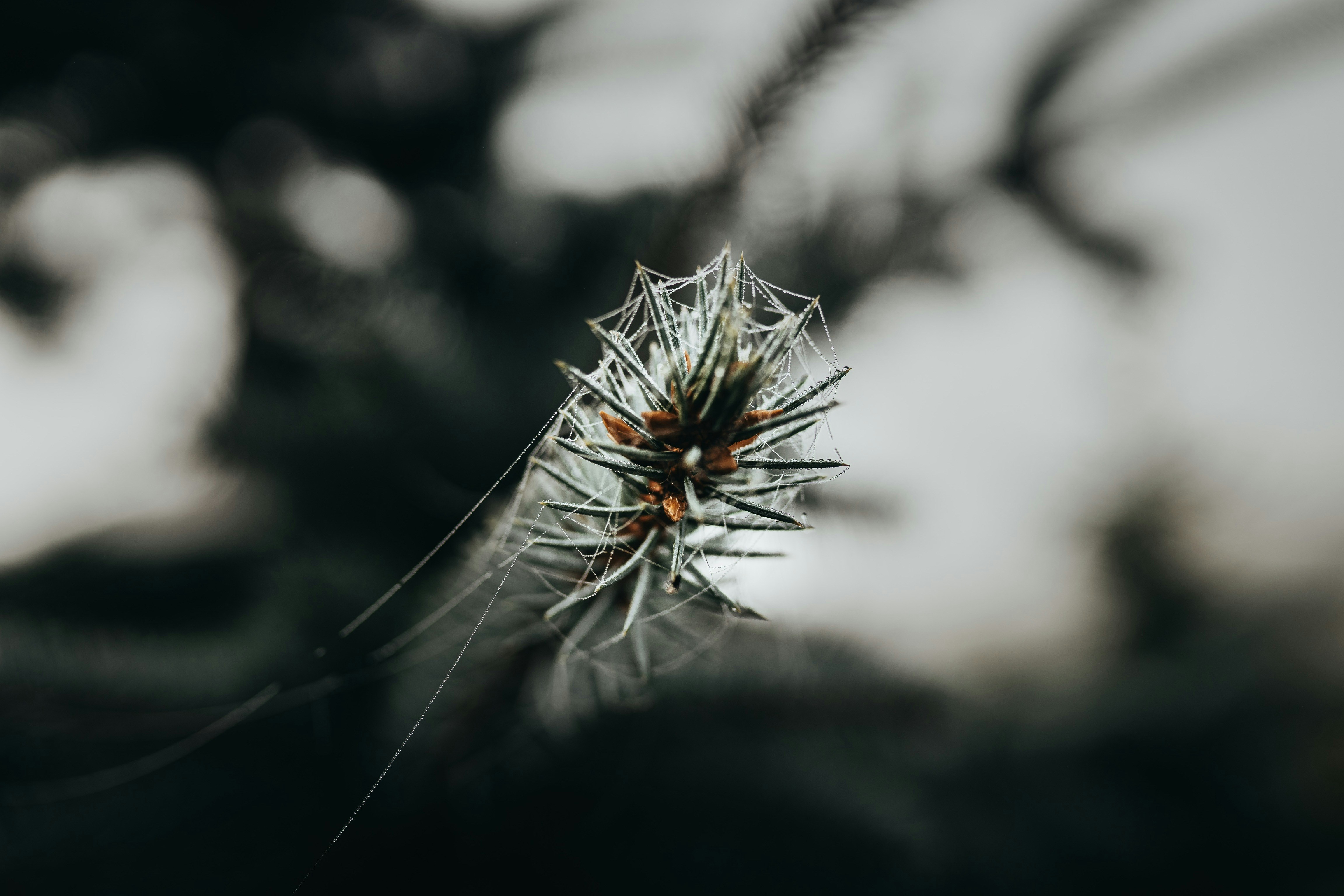 Fragile Geometry: A Spider Web Fragment Tangled in Twilight