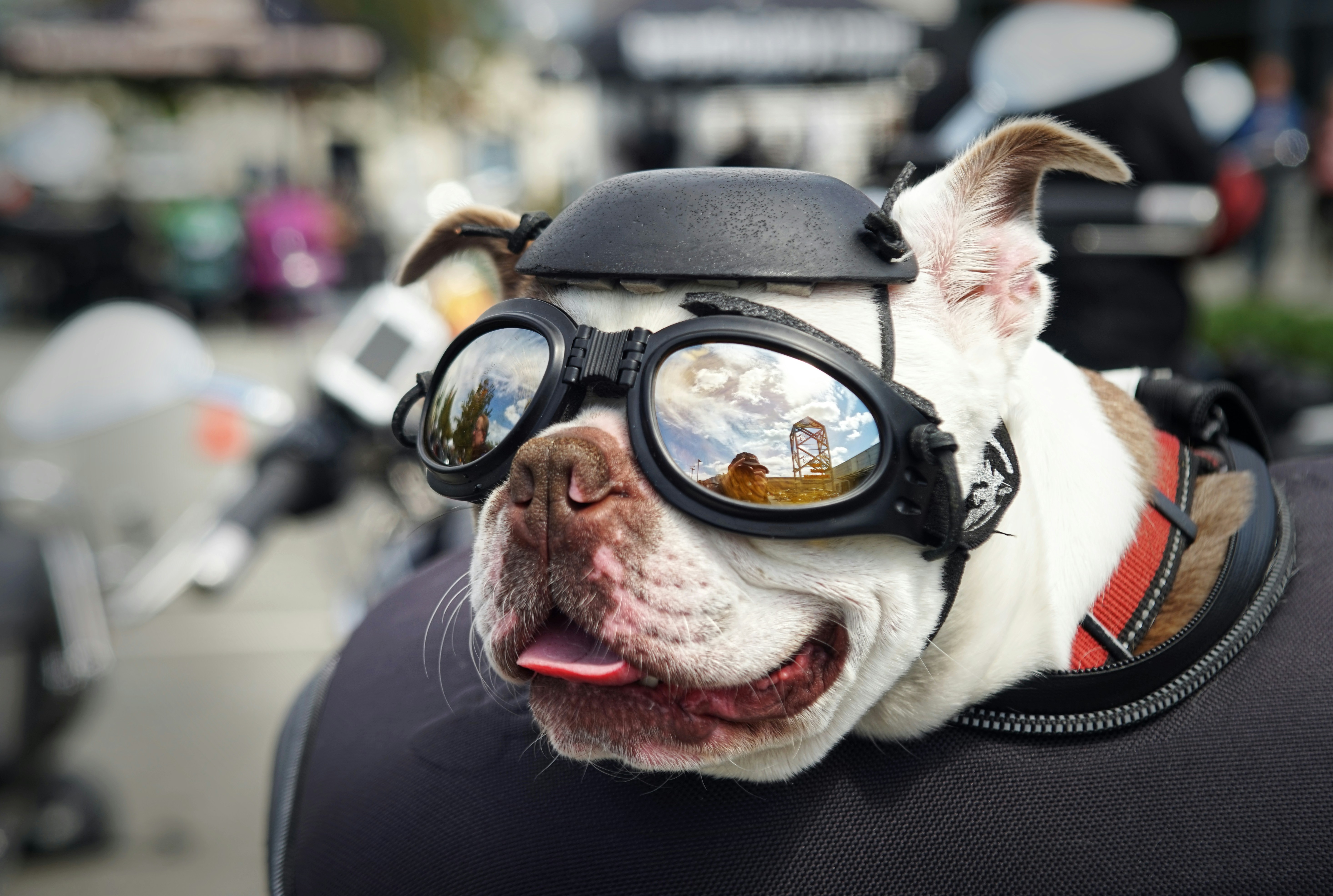 English Bulldog Goggles