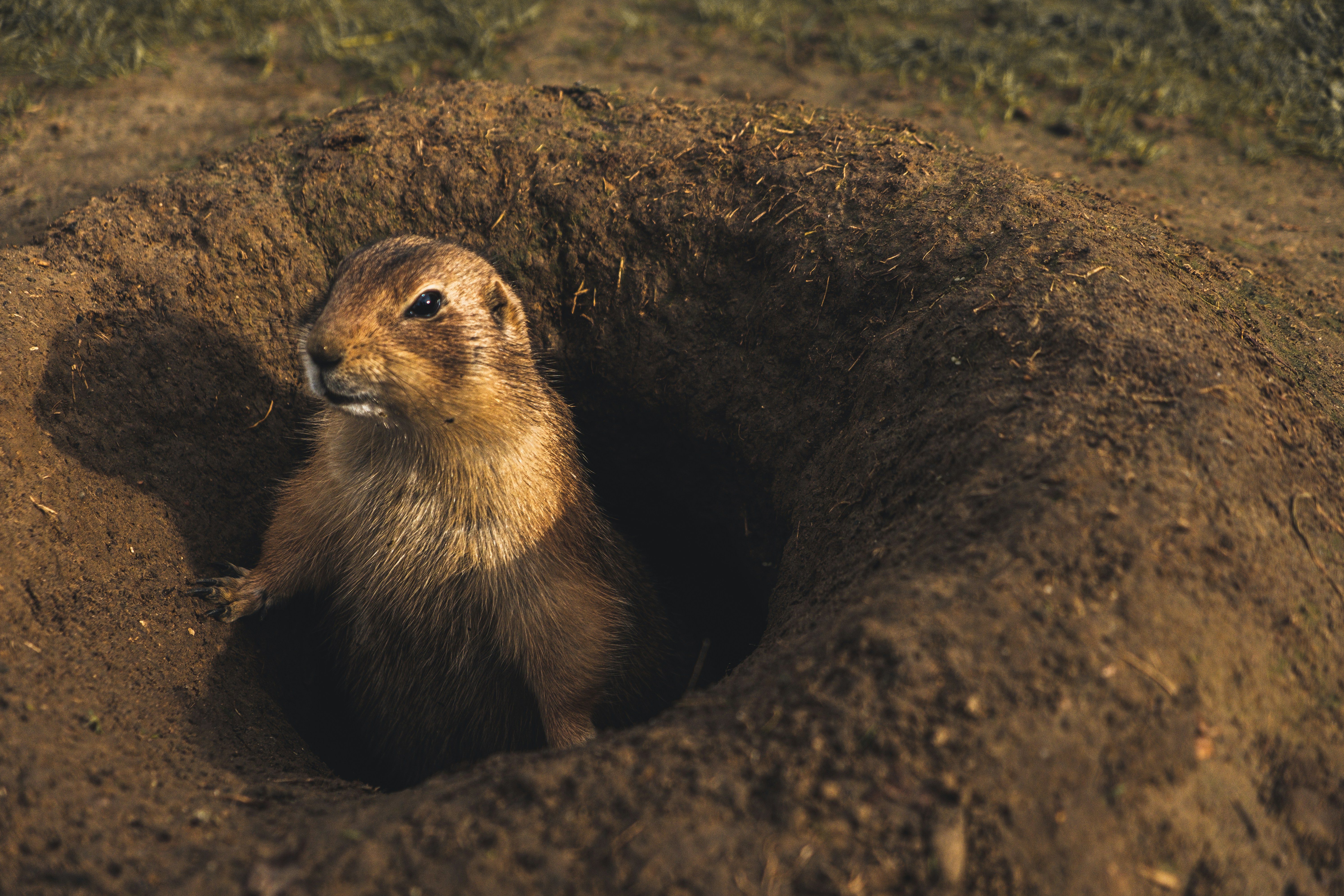 South Dakota: Prairie dog die off in Badlands National Park due to plague
