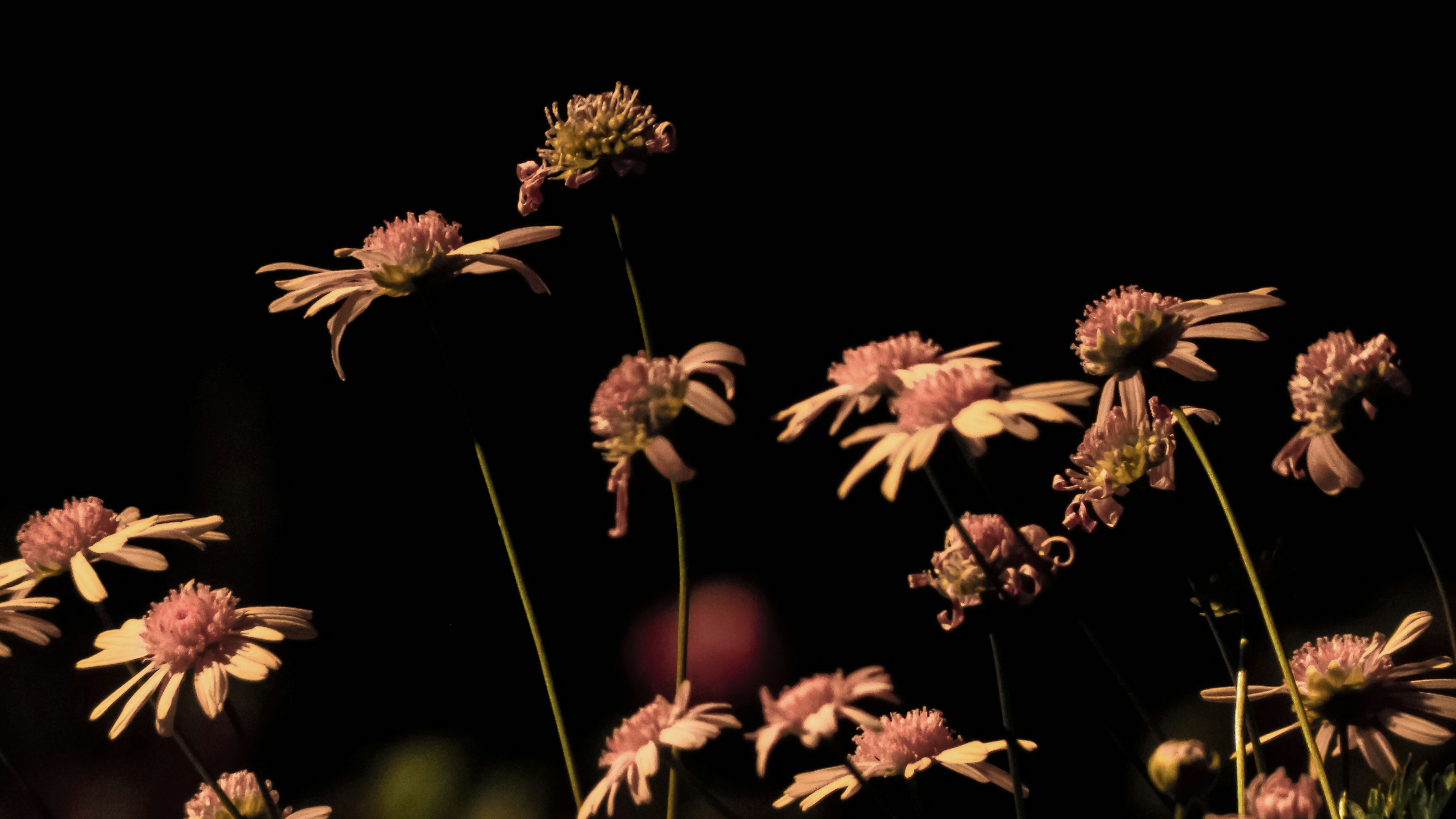 Delicate pink flowers swaying gently against a dark backdrop, capturing the essence of nocturnal beauty.
