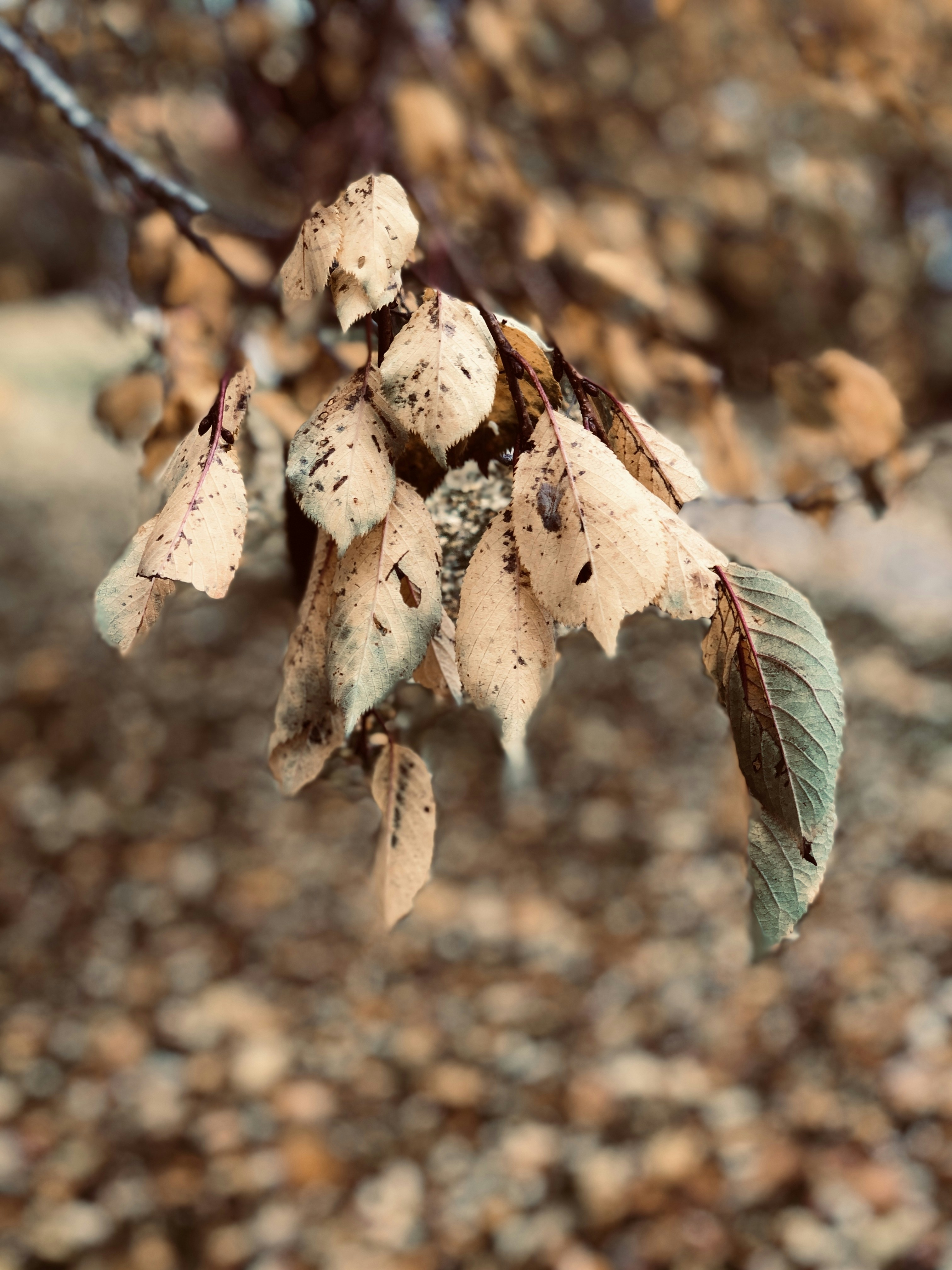 brown leaves