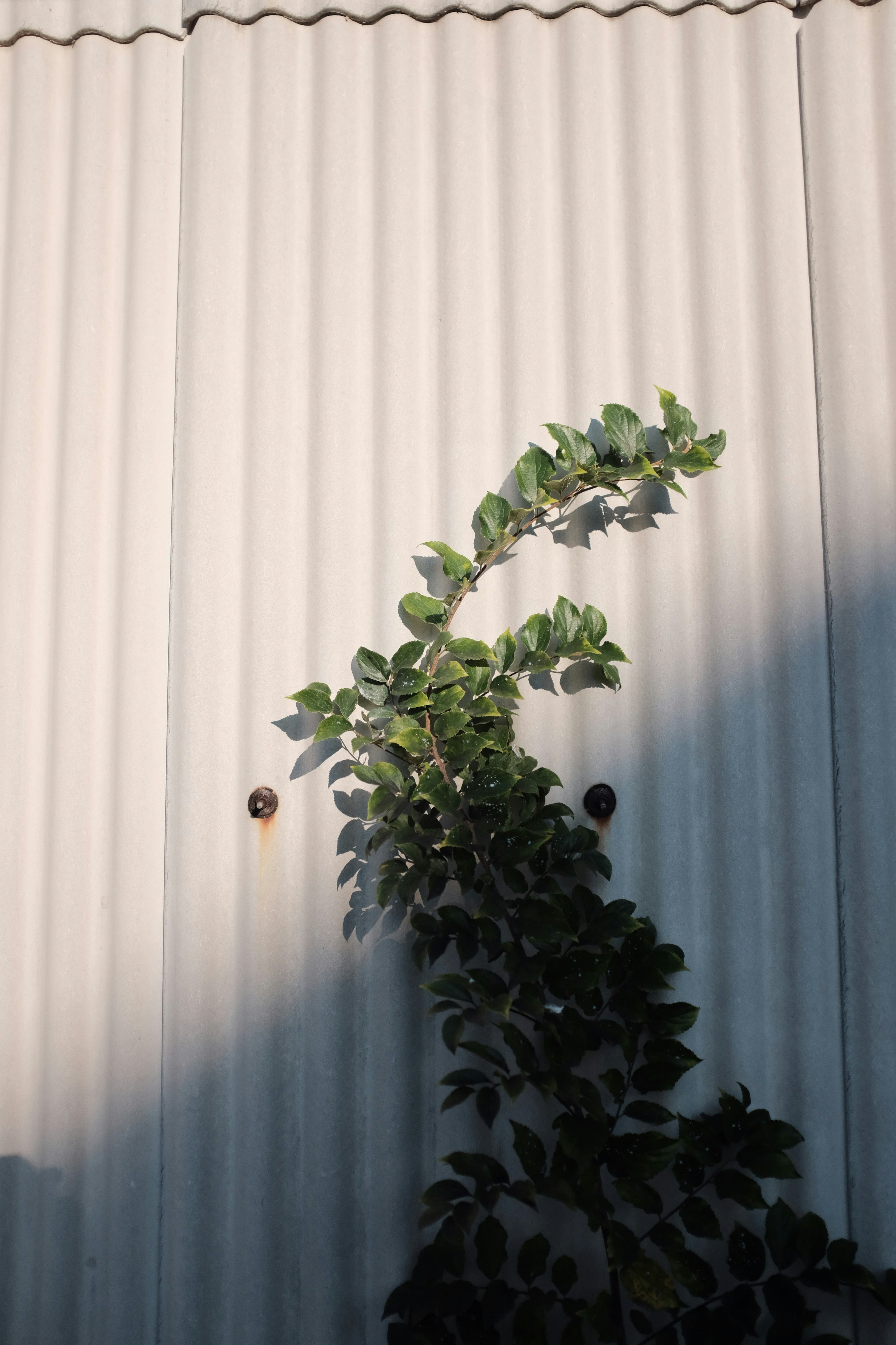 Leaf-Vine Arches Up a Pale Corrugated Wall in Dappled Sun