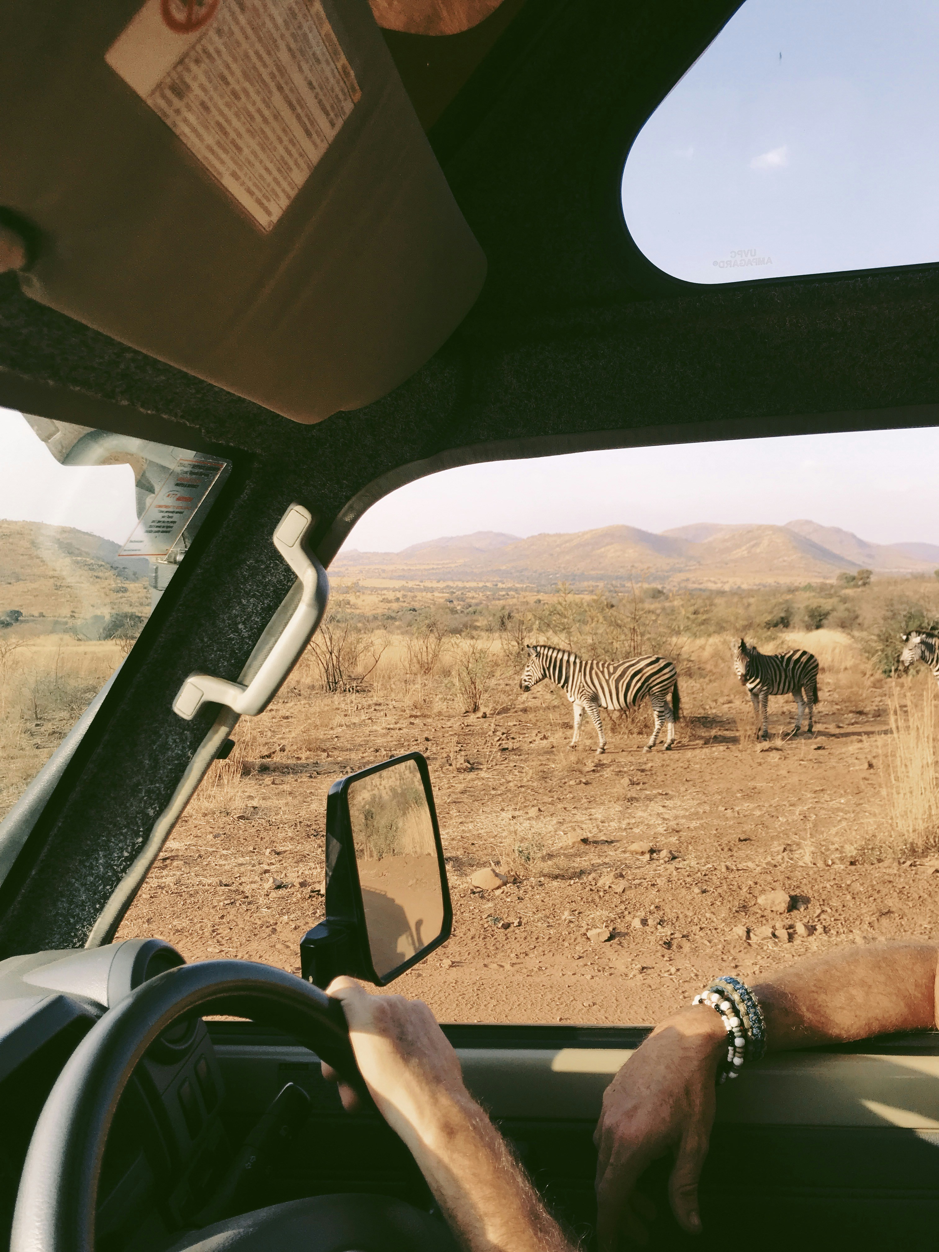 Zebra Crossing: A Driver's Eye on the Golden Savanna