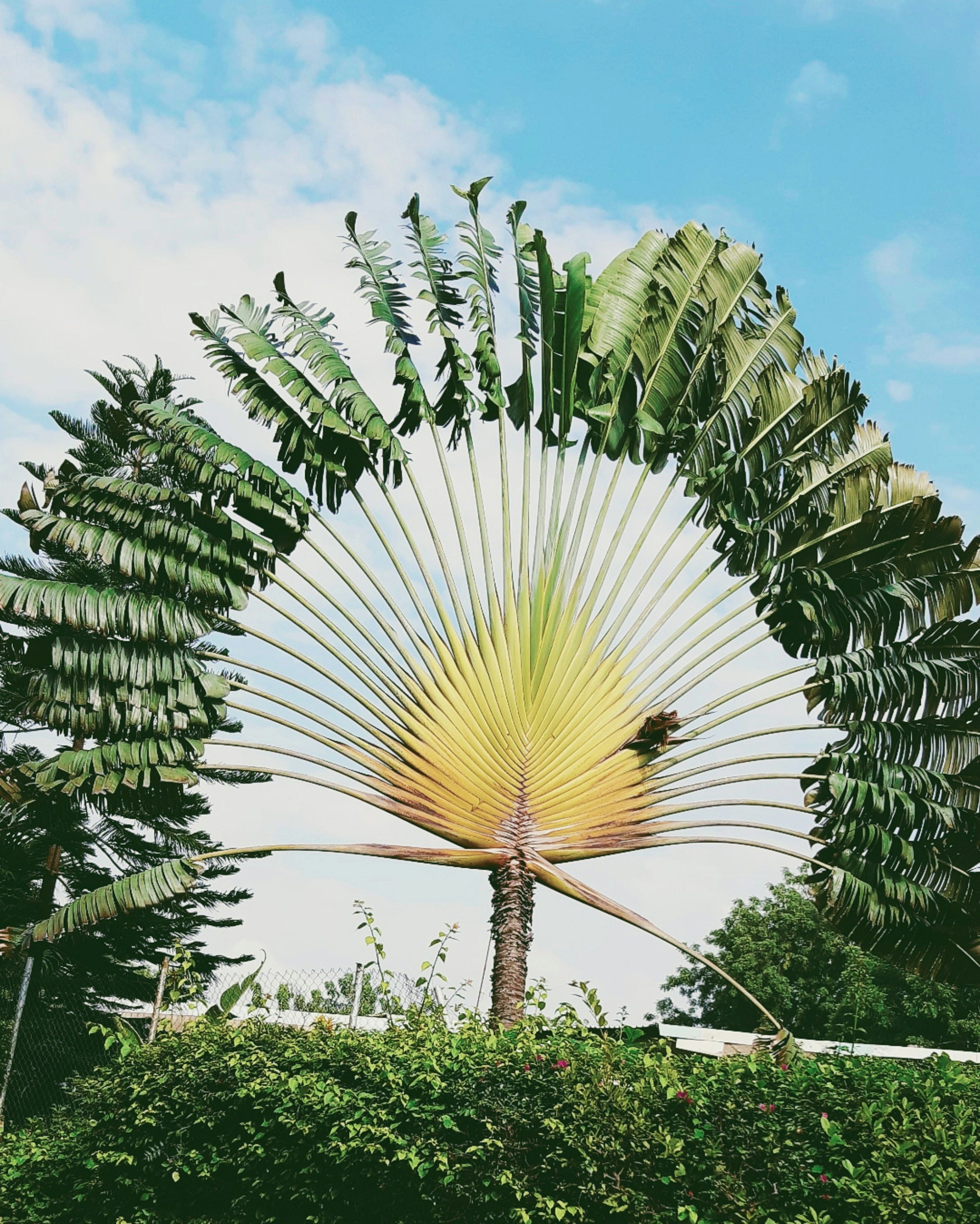 팬 트리(fan tree) 사진 – Unsplash의 무료 식물 이미지