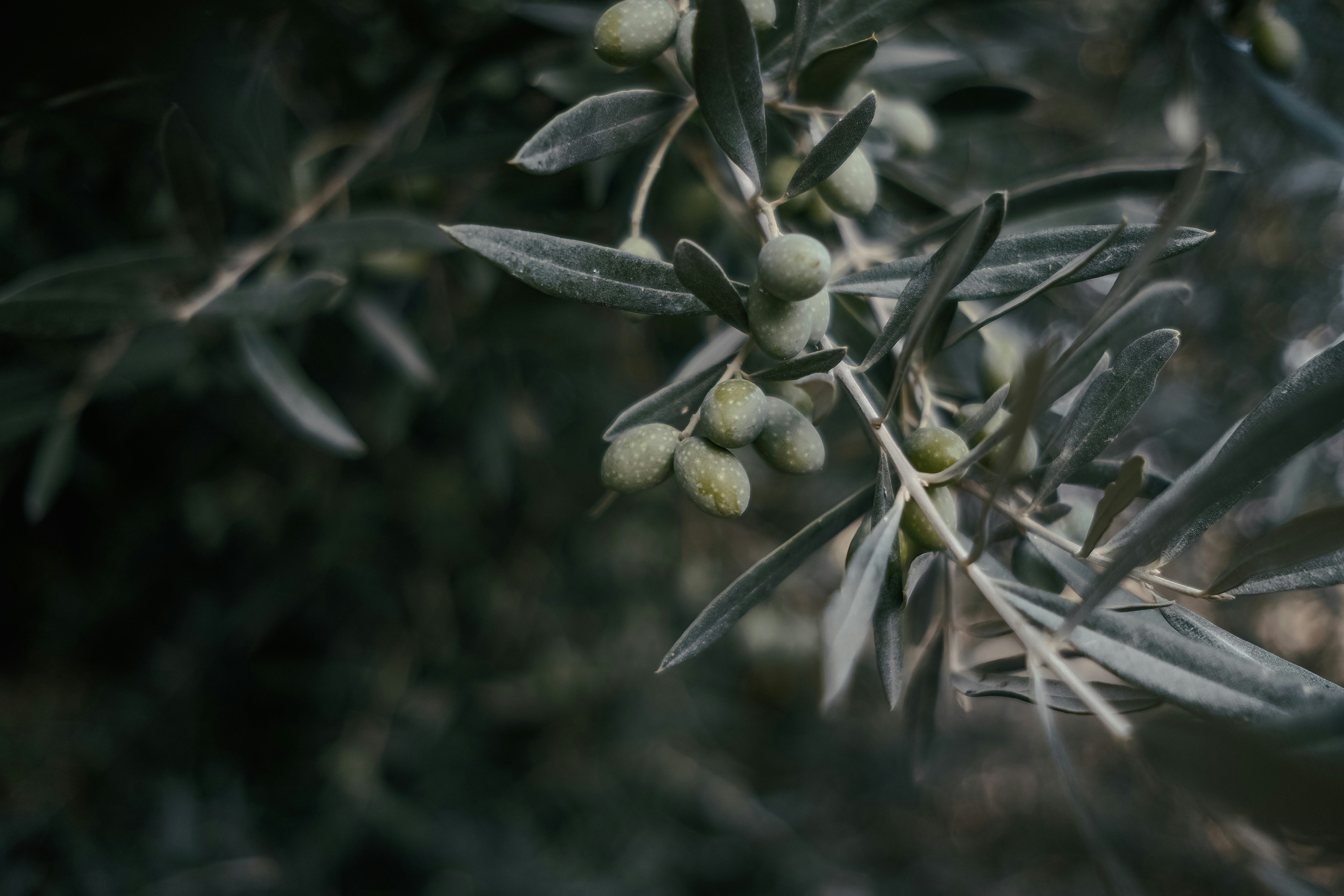 Close-up of olive branches showcasing unripe olives nestled among silvery-green leaves.
