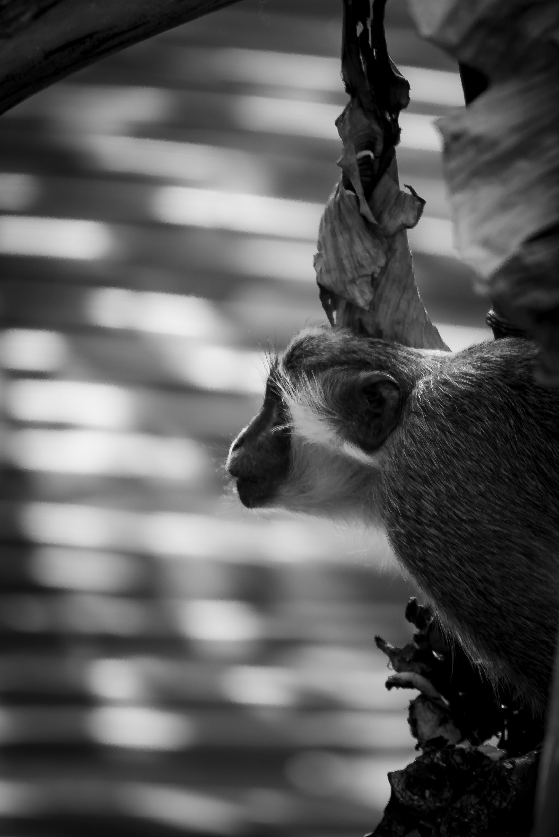 Green monkey from Barbados before banana leaves