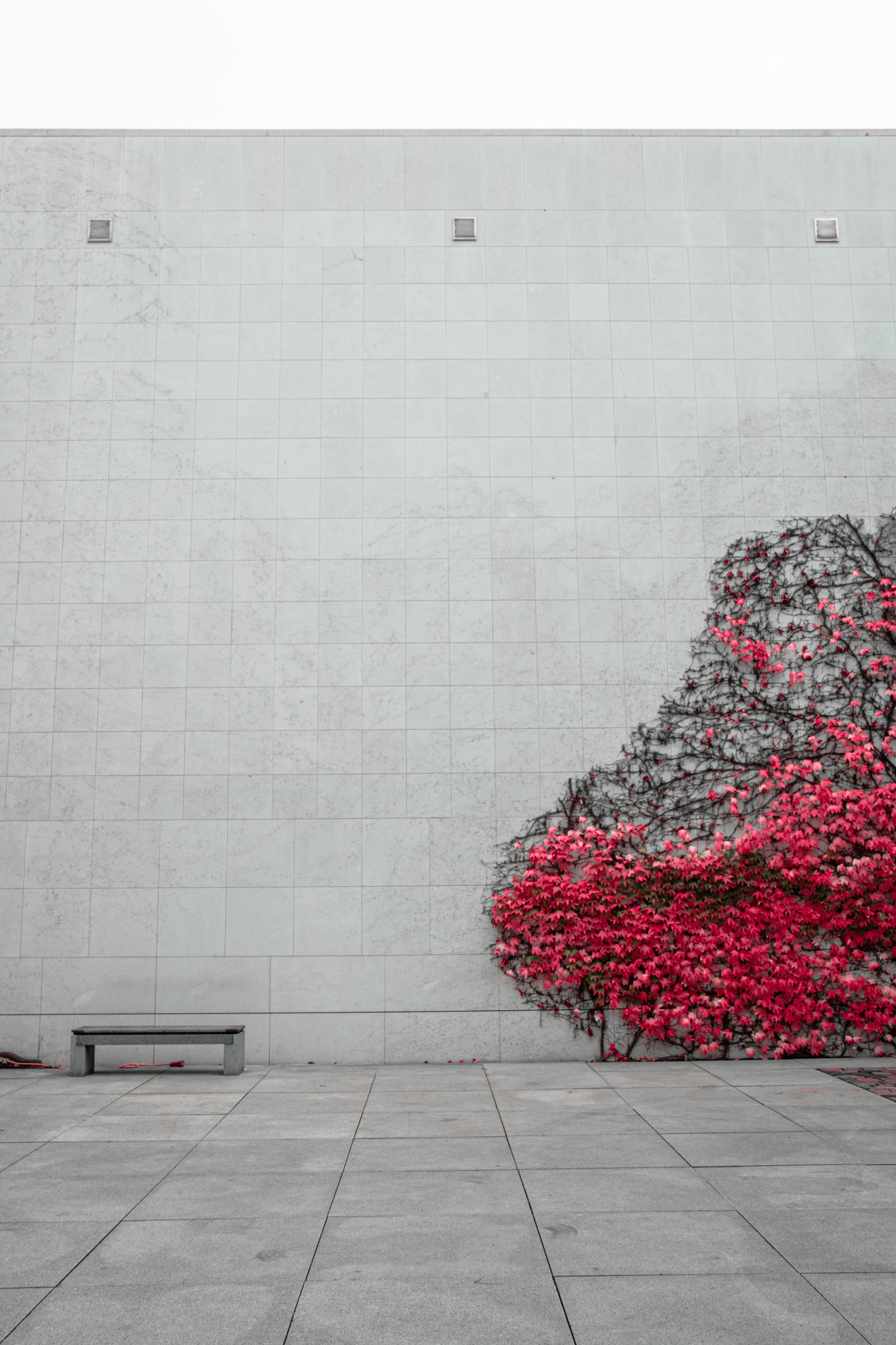 Vines in Bloom Against a Minimalist Wall