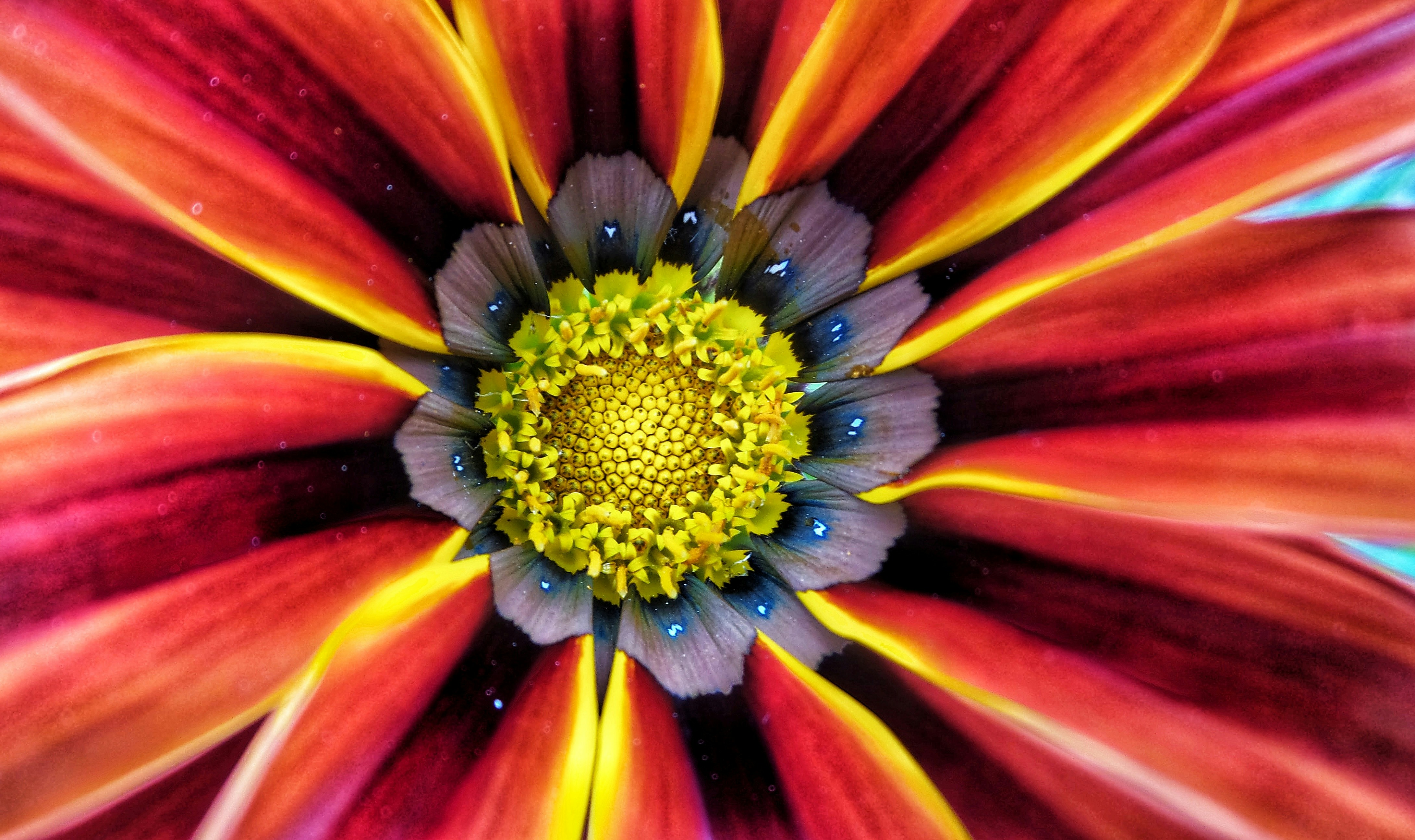 Close-up view of a vibrant flower showcasing intricate petals in shades of red, orange, and yellow, with a detailed center filled with tiny structures.