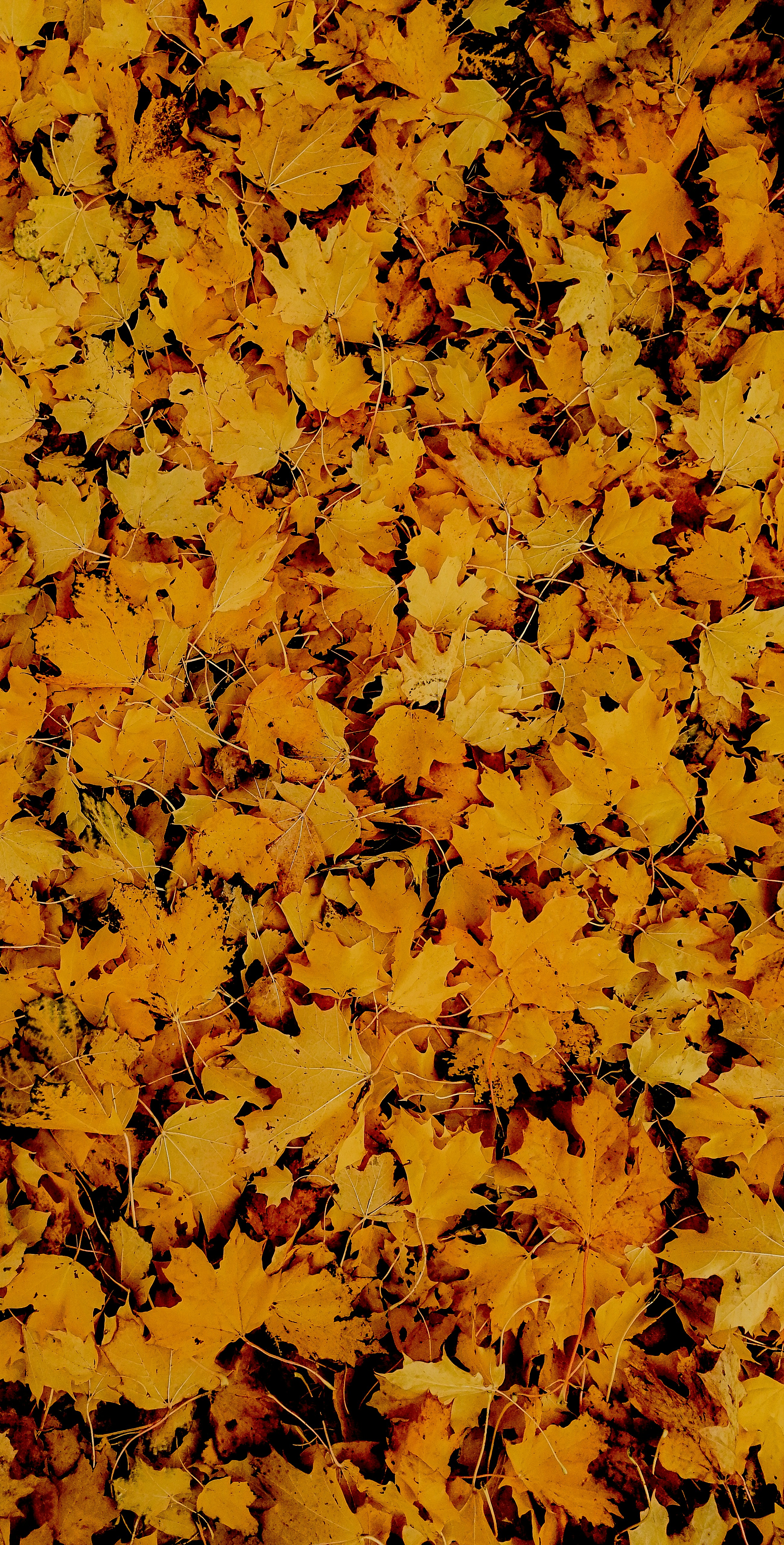 Sample photo from Huawei Mate 20 Lite