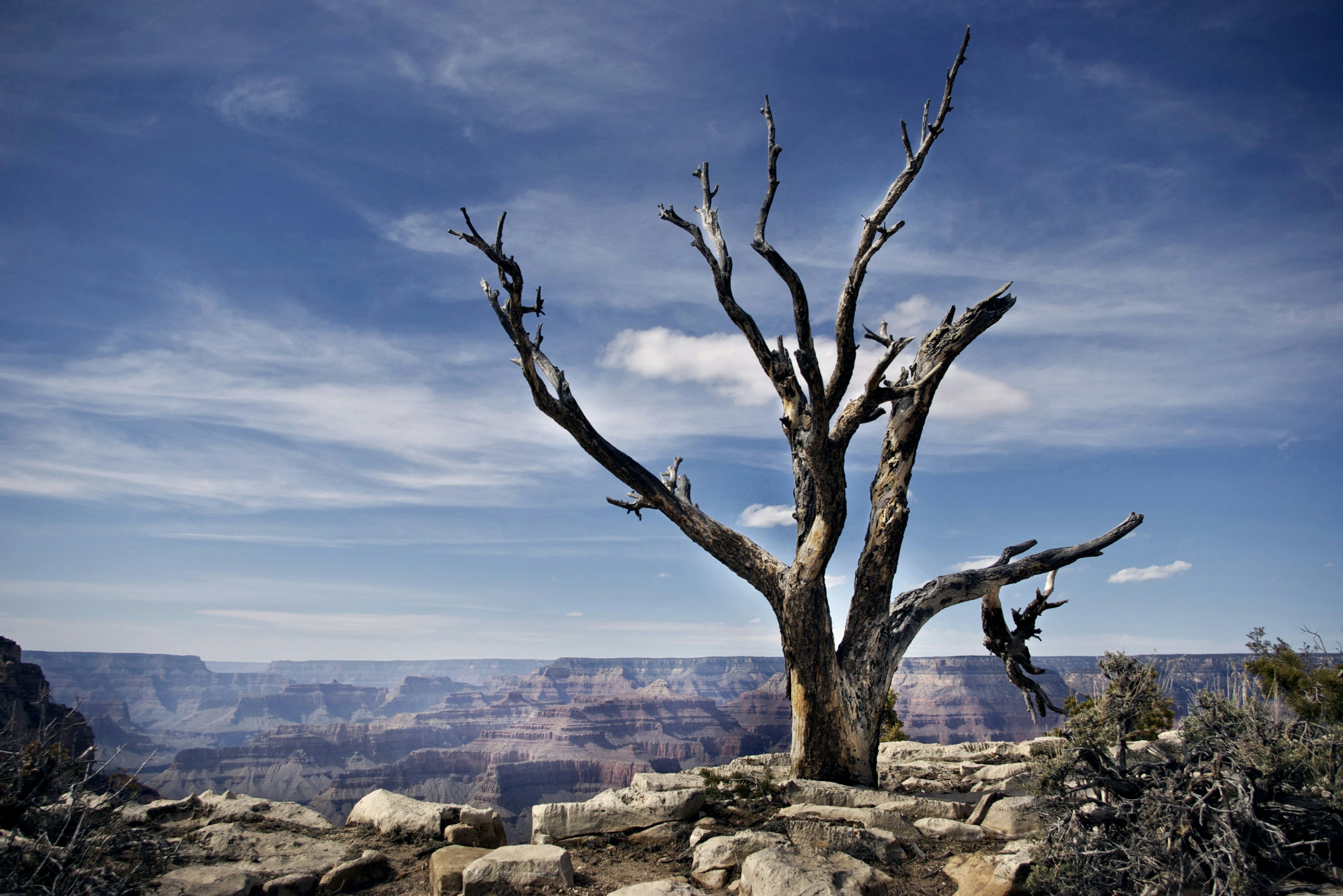 Bare tree against the backdrop of the Grand Canyon under a clear blue sky.