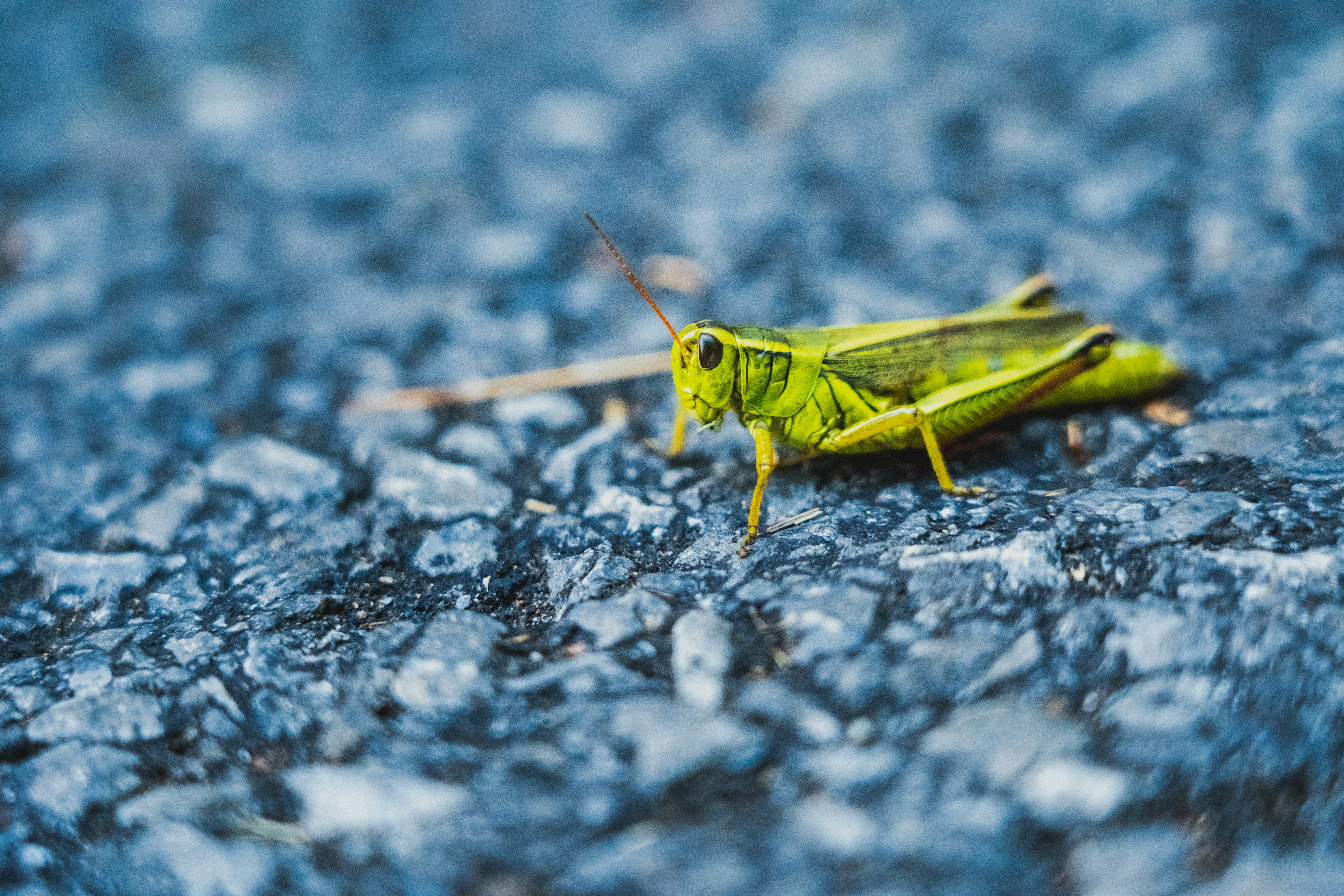 Grasshopper insect resting on the street in summer