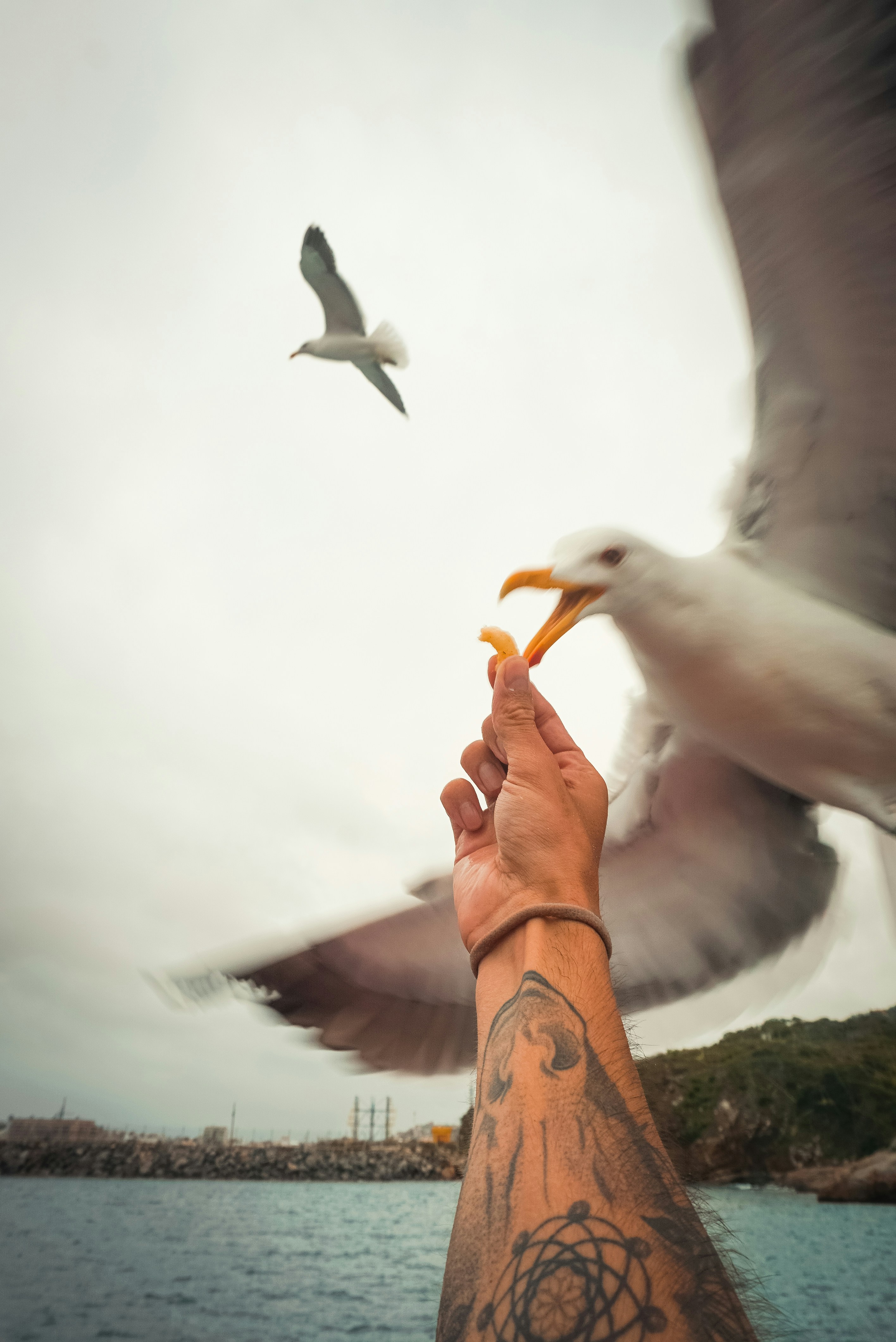 Wingtip Ballet at the Marina: Tattooed Arm Feeds a Seagull
