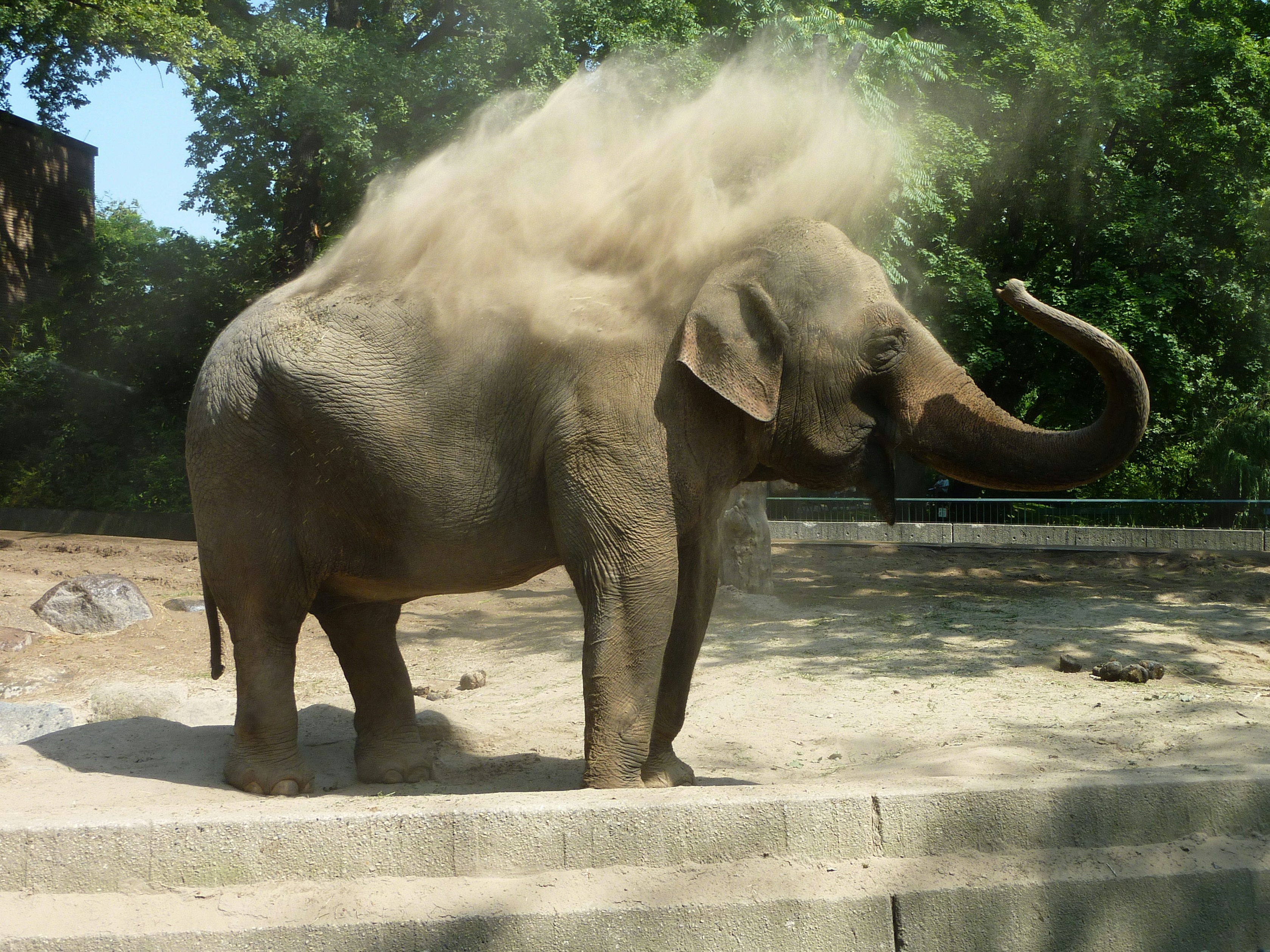 Dust Cloud Serenade: An Elephant in a Moment of Framing and Dust
