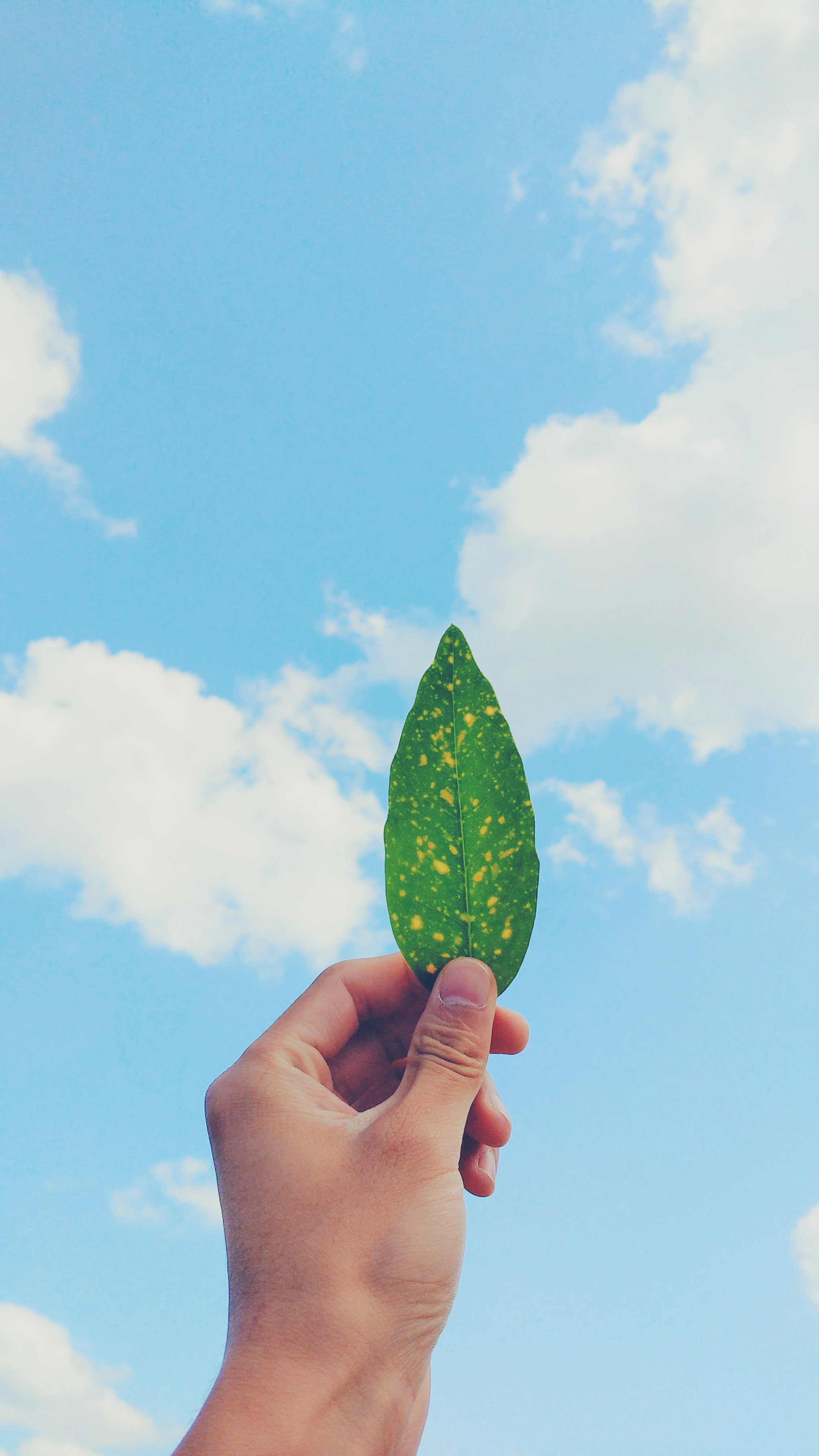 Leaf in Hand Against Sky: A Quiet Moment of Connection