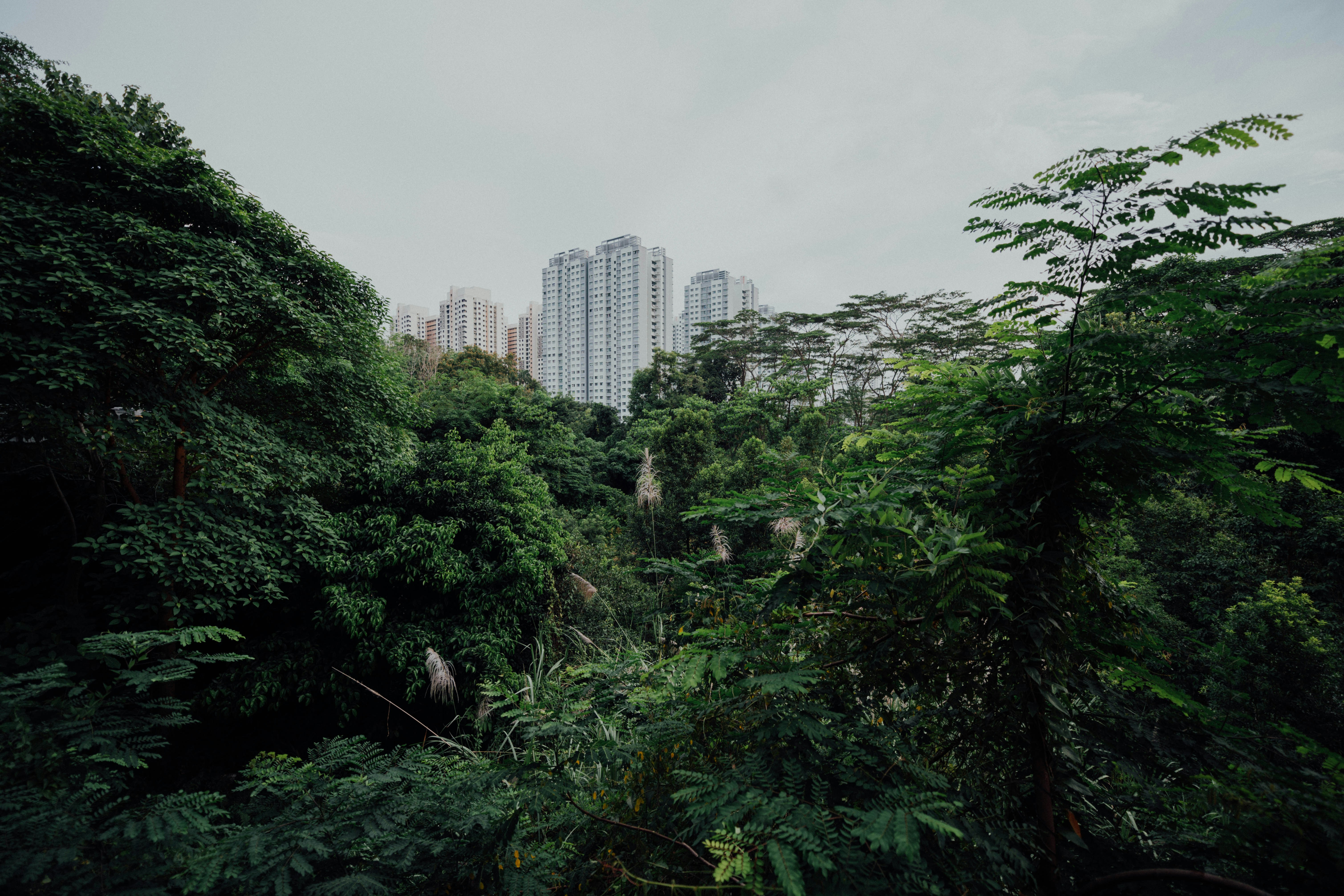 City behind forest photo – Free Land Image on Unsplash
