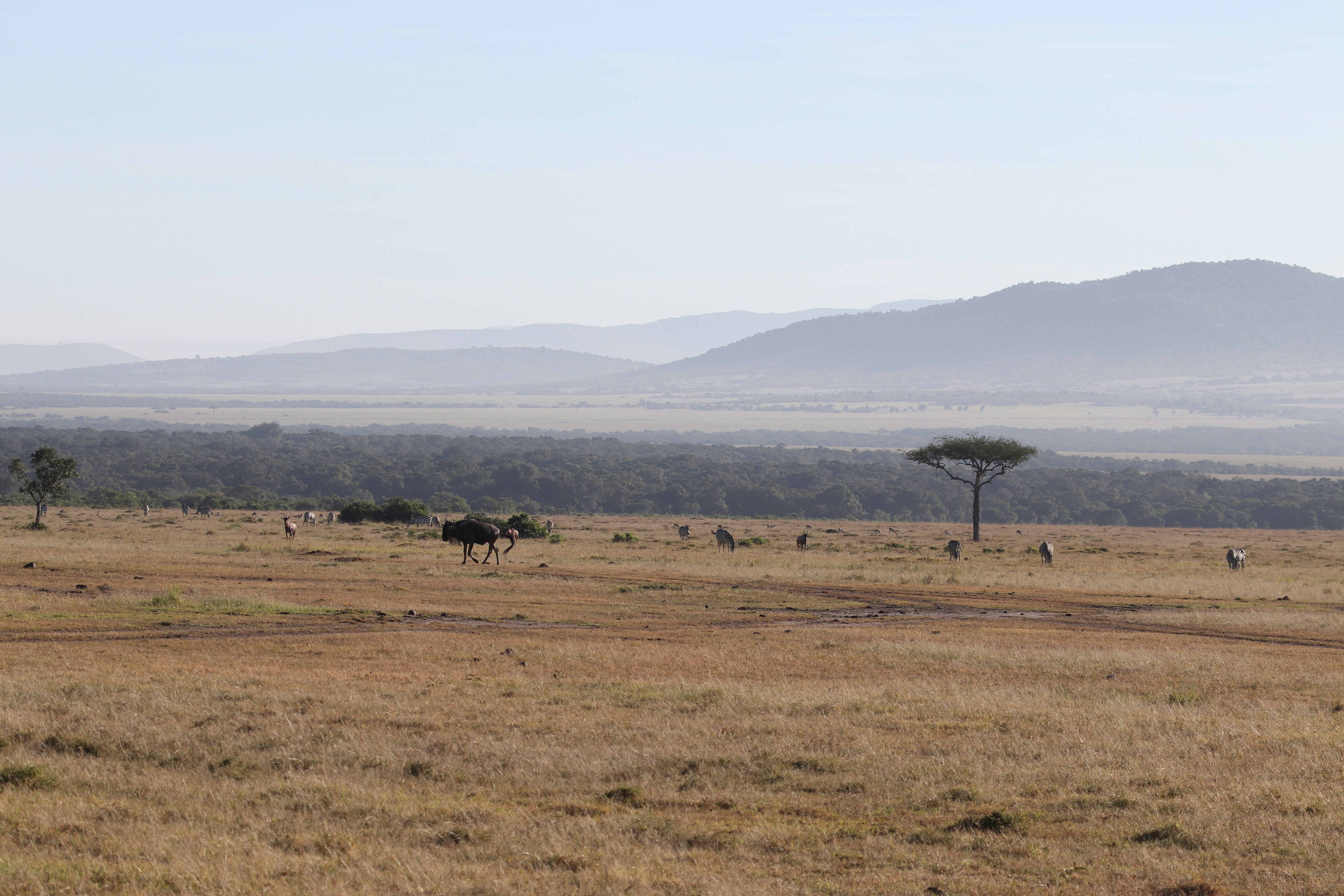 Masai Mara National Reserve, Kenya | animals during day