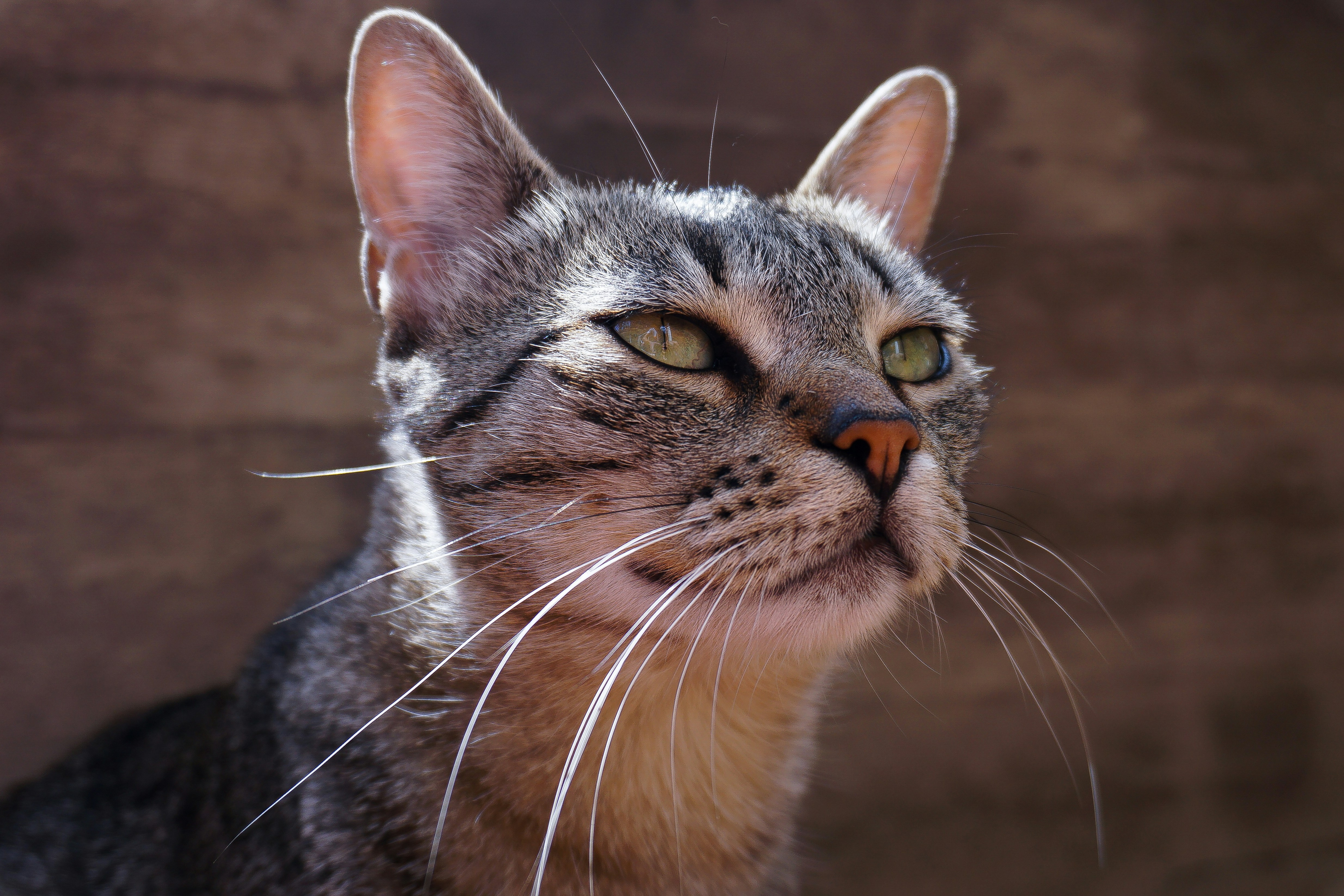 Close-up of a tabby cat with striking green eyes, basking in sunlight against a textured background.