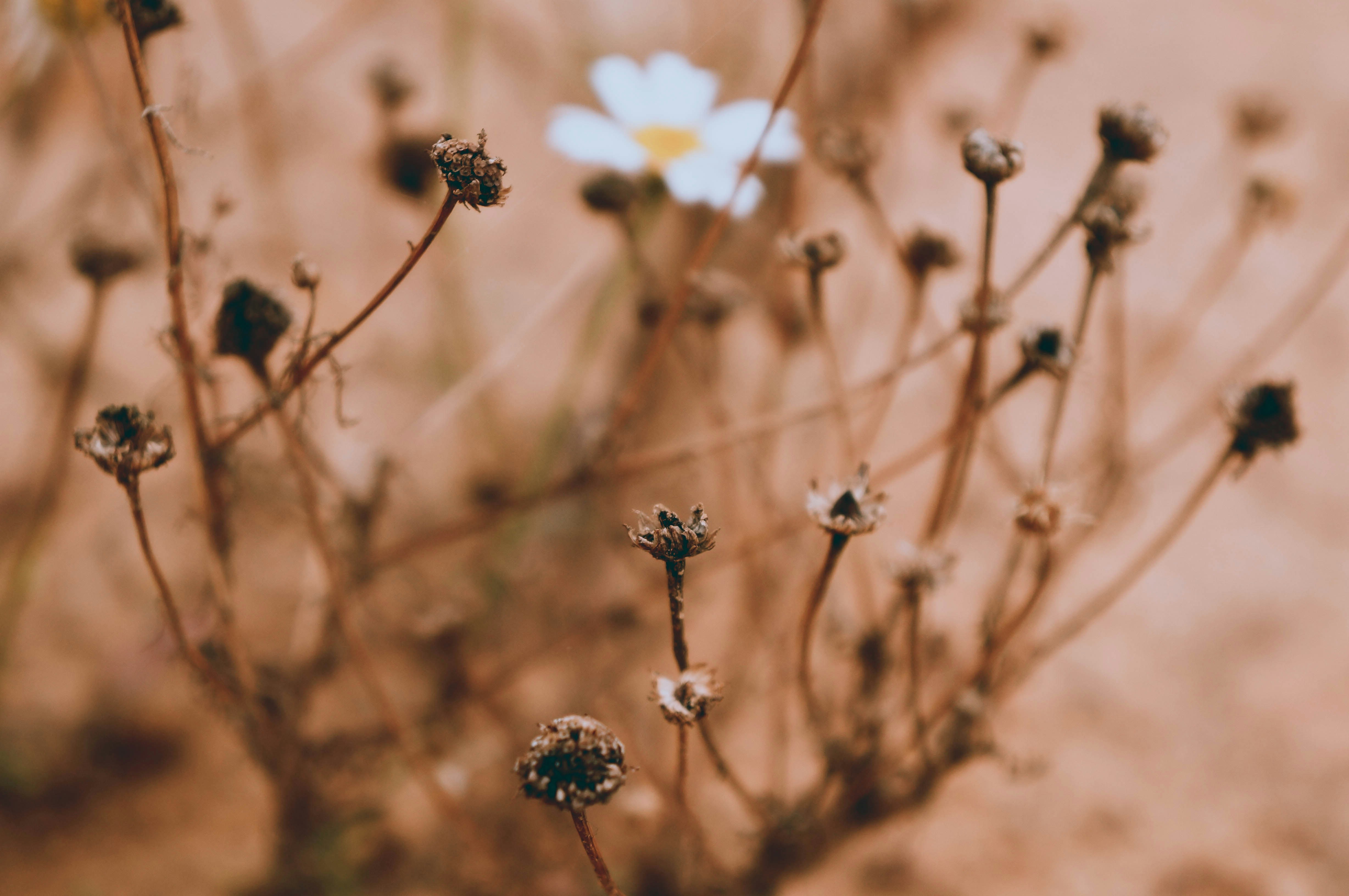 Macro photograph of dried brown stems with a single white flower in soft background blur. The composition emphasizes the contrast between the weathered foreground and the delicate bloom.