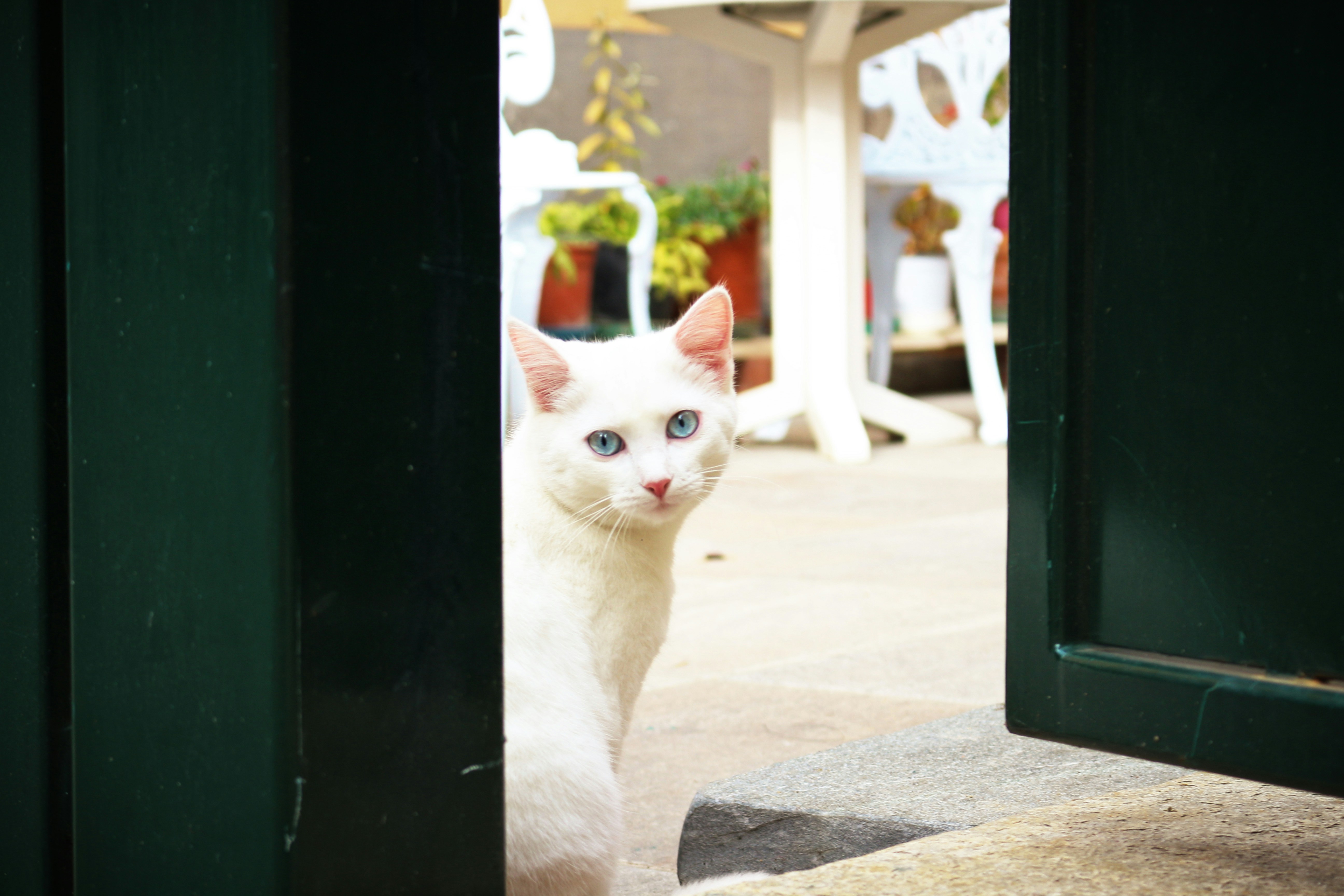 white cat standing in front of door