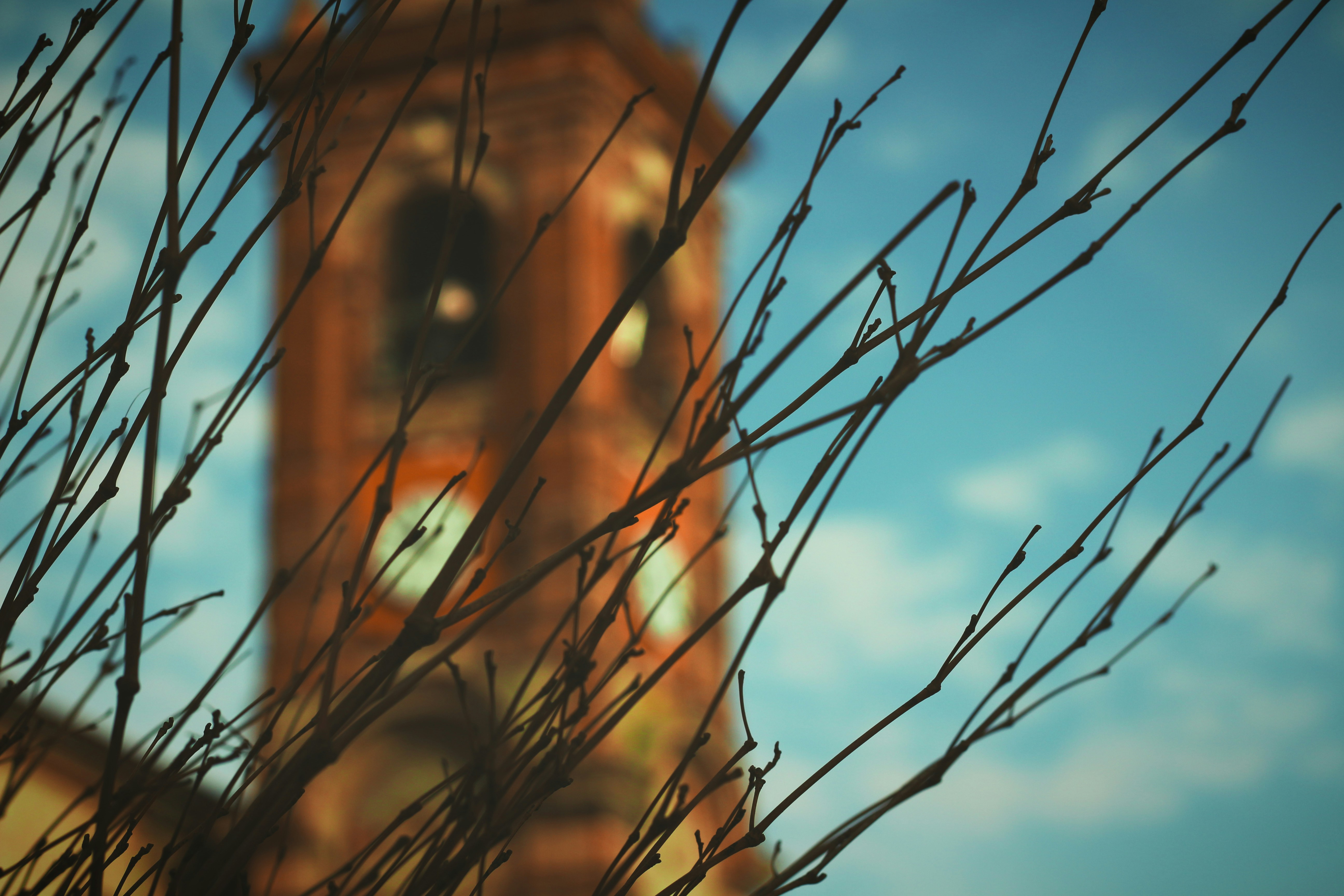 Towered Grace Behind Bare Branches